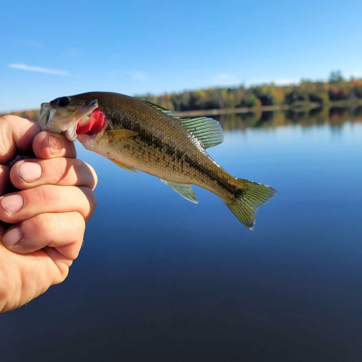 ᐅ Lake Abanakee fishing reports🎣• Queensbury, NY (United States) fishing