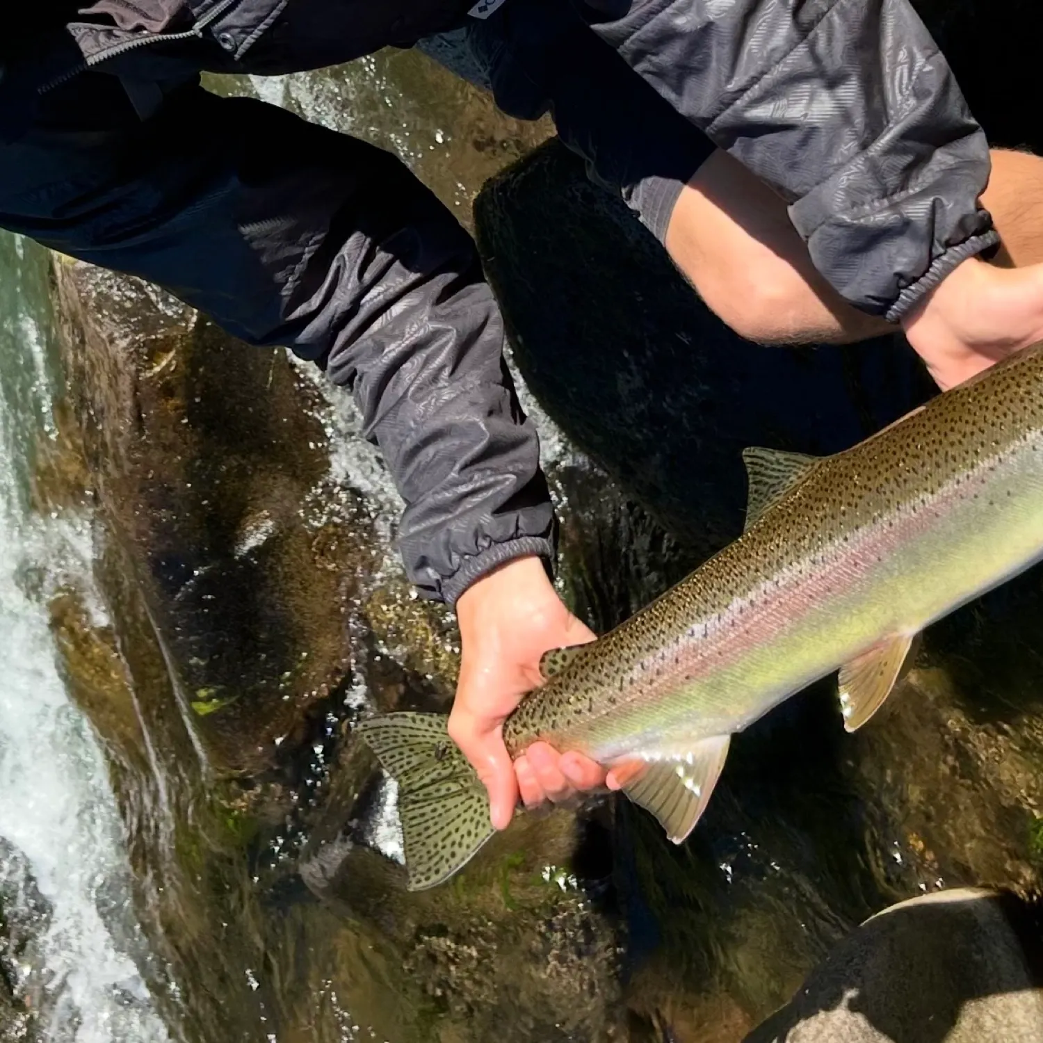 ᐅ Cowlitz River fishing reports🎣• Longview, WA (United States) fishing