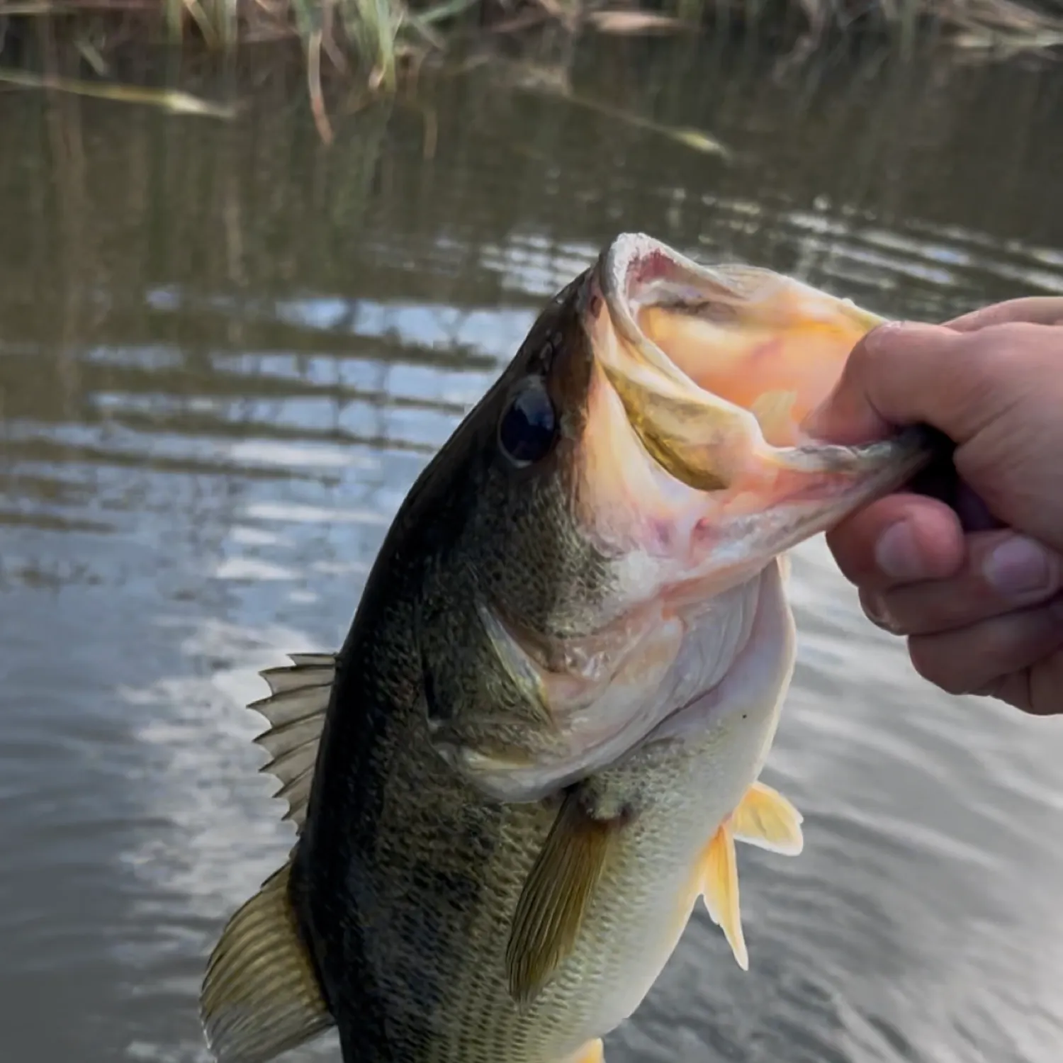 ᐅ Calero Reservoir fishing reports🎣• Morgan Hill, CA (United States ...