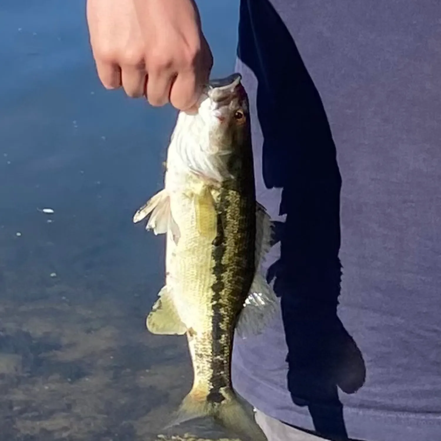 ᐅ Merced River fishing reports🎣• Merced, CA (United States) fishing