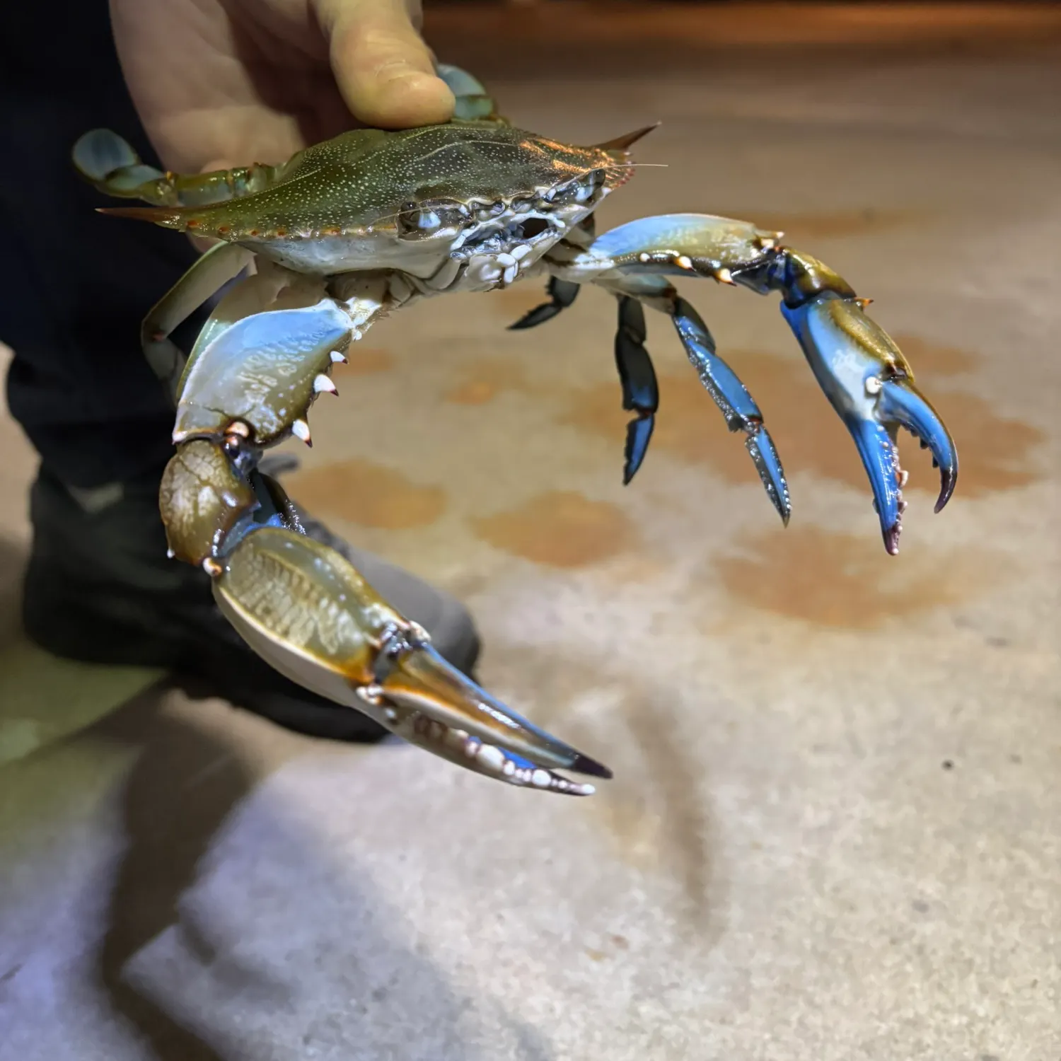 ᐅ Cherry Grove Inlet fishing reports🎣• North Myrtle Beach, SC (United ...