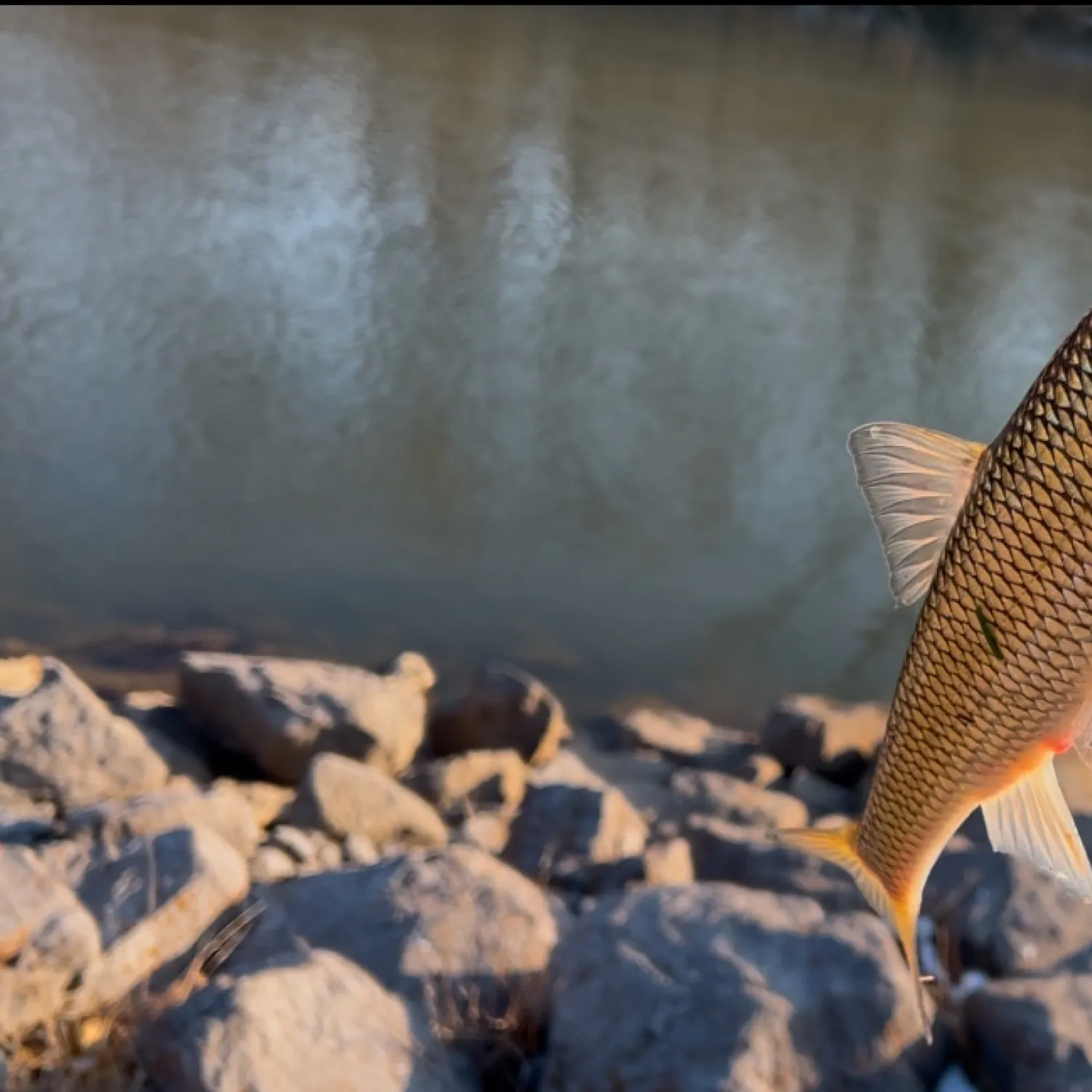 ᐅ Foster Joseph Sayers Lake fishing reports🎣• Bellefonte, PA (United ...