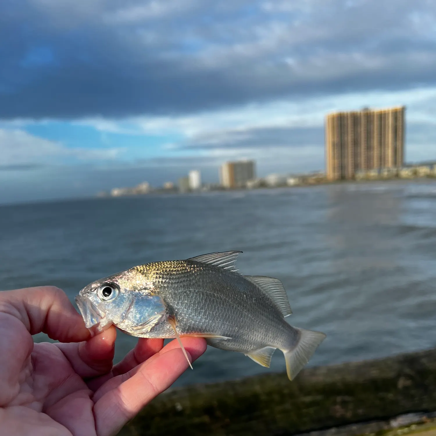 ᐅ Apache Pier fishing reports🎣• North Myrtle Beach, SC (United States ...