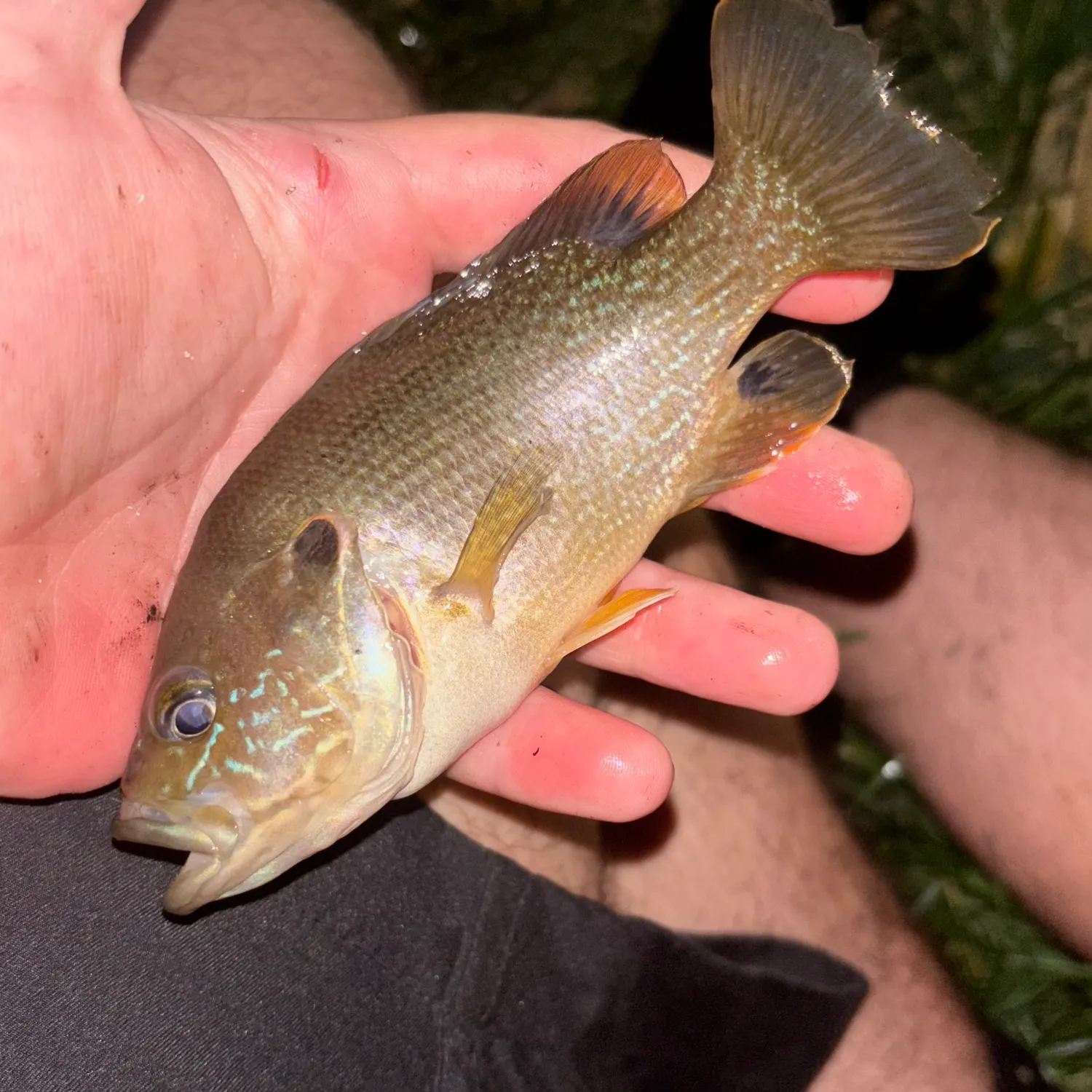 Fishing in Wichita, KS (United States) ️️️️ Find Spots, Species & Tips