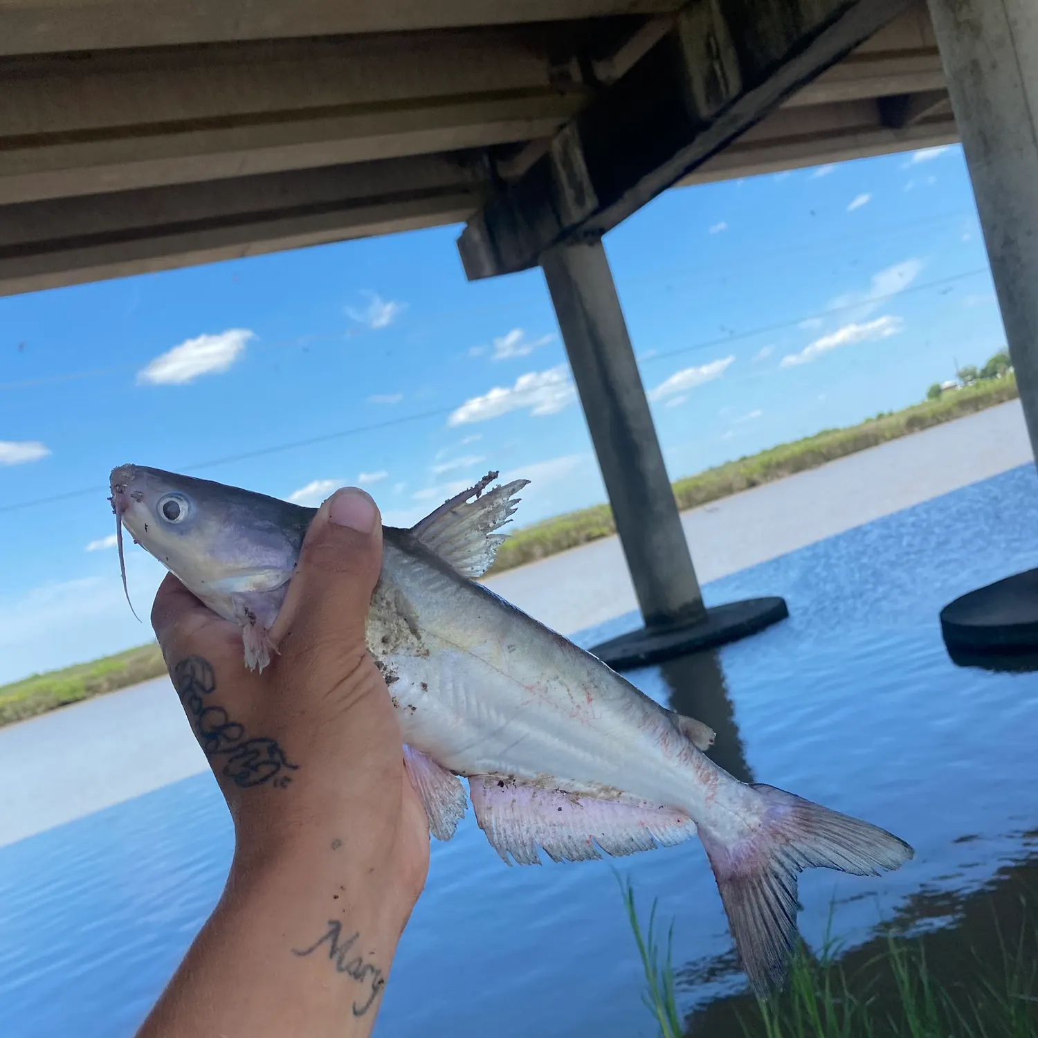 Fishing for Blue catfish near you
