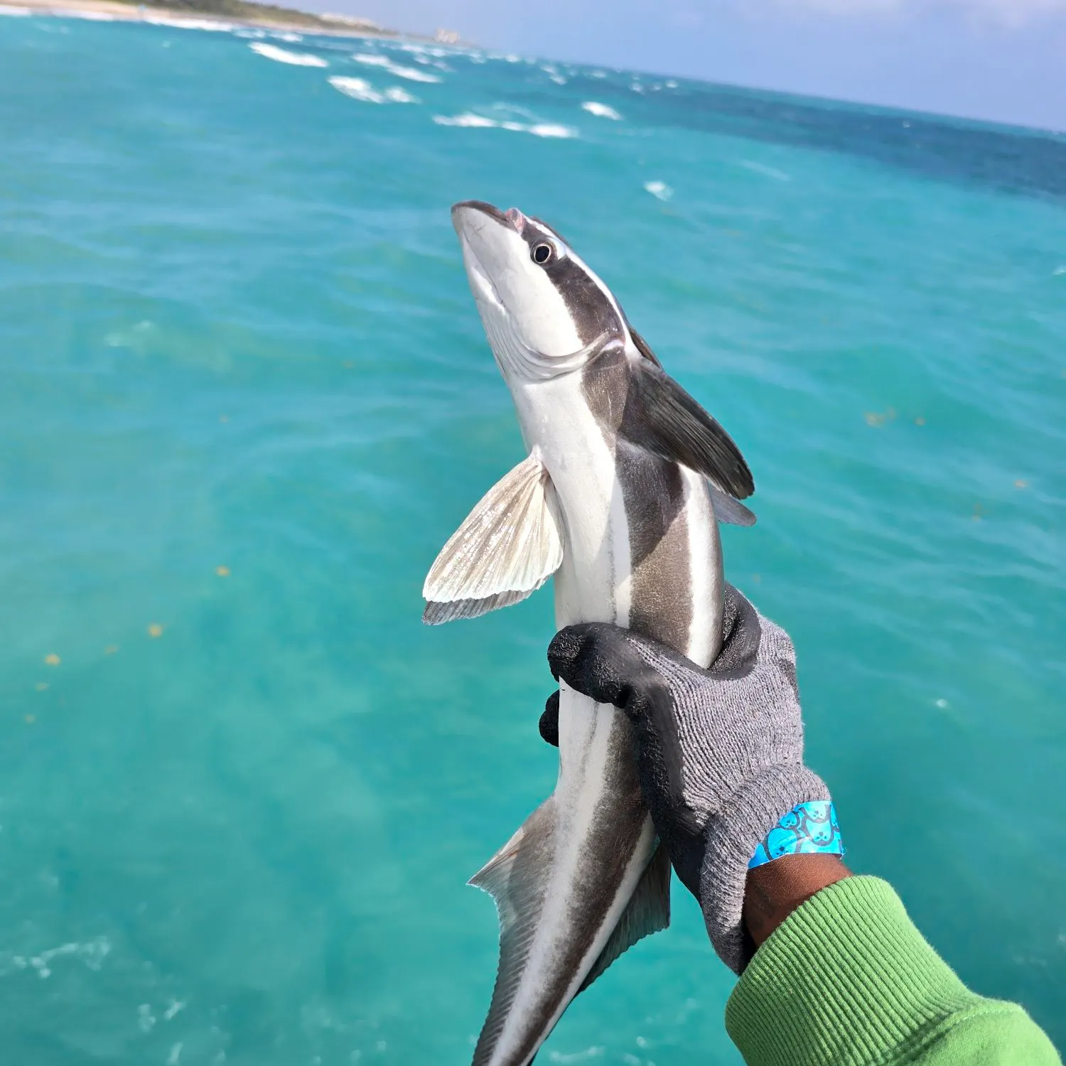 ᐅ Juno Beach Pier fishing reports🎣• Jupiter, FL (United States) fishing