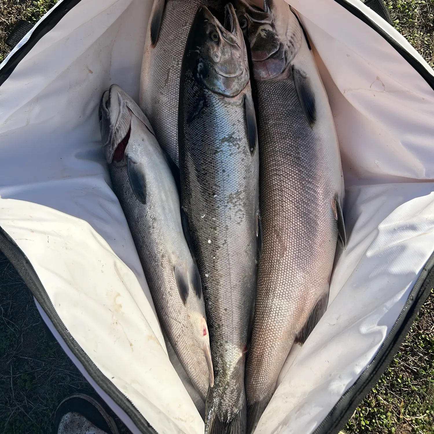 ᐅ Cowlitz River fishing reports🎣• Longview, WA (United States) fishing