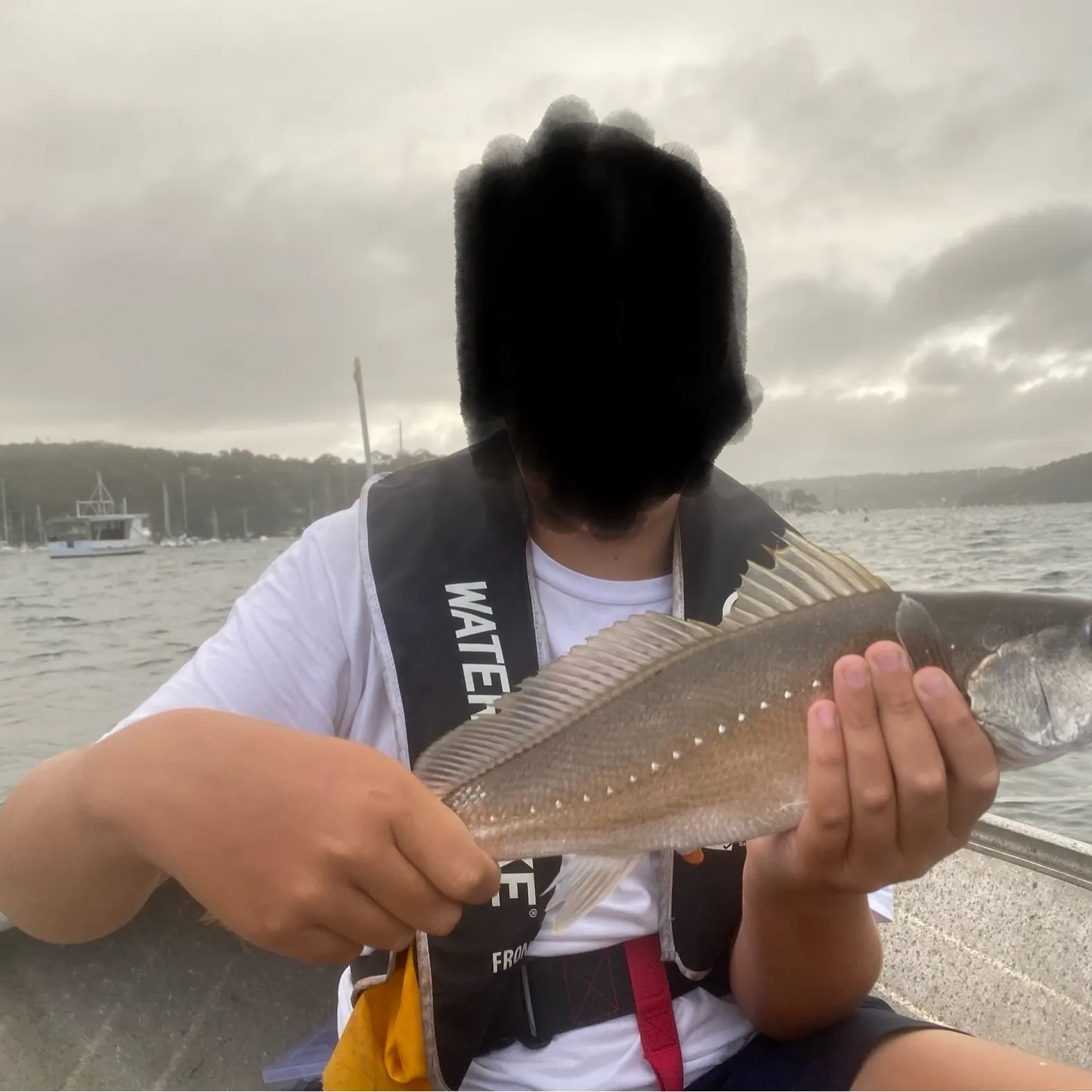 Fishing for Japanese meagre near you