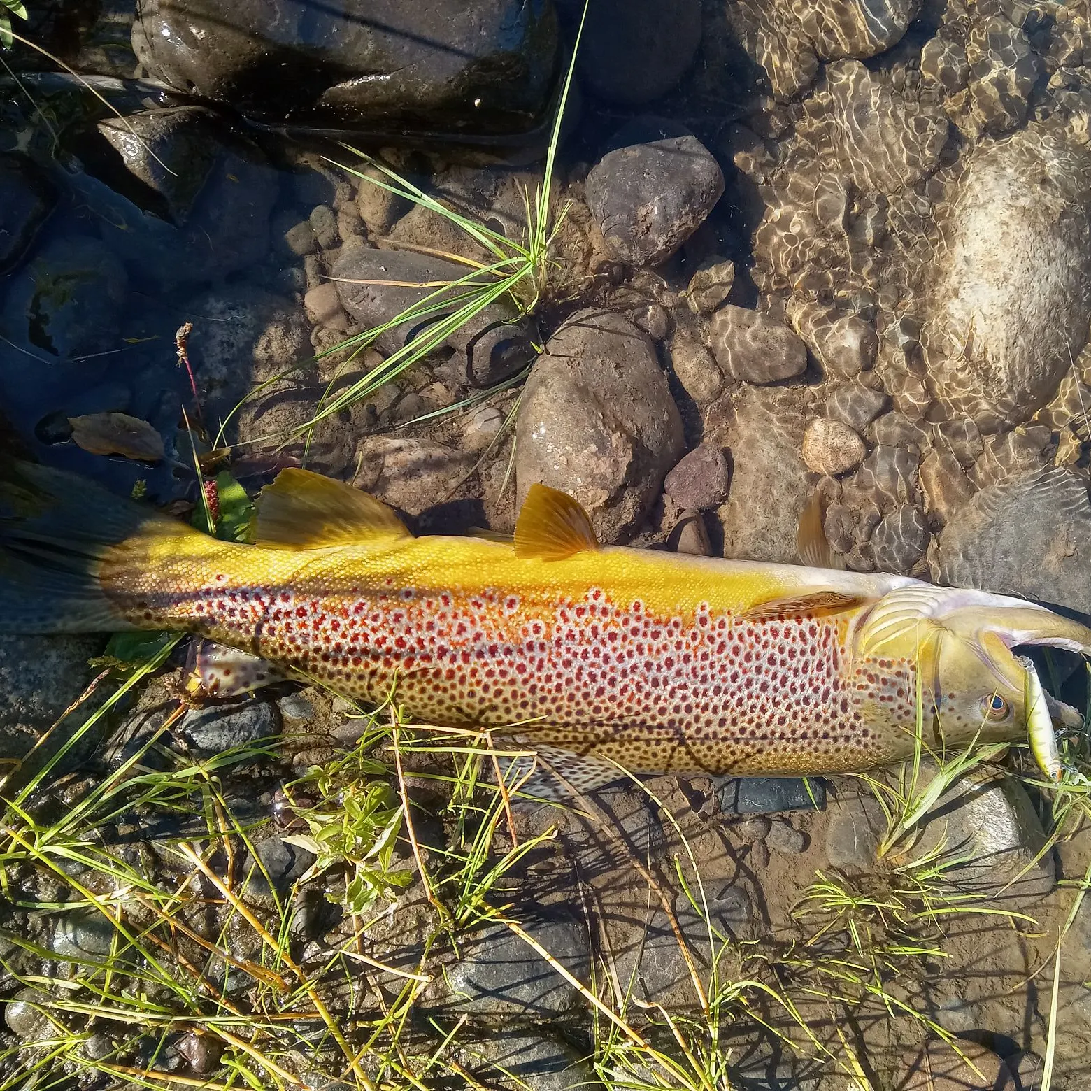 Fishing in Reno, NV (United States) ️️️️ Find Spots, Species & Tips