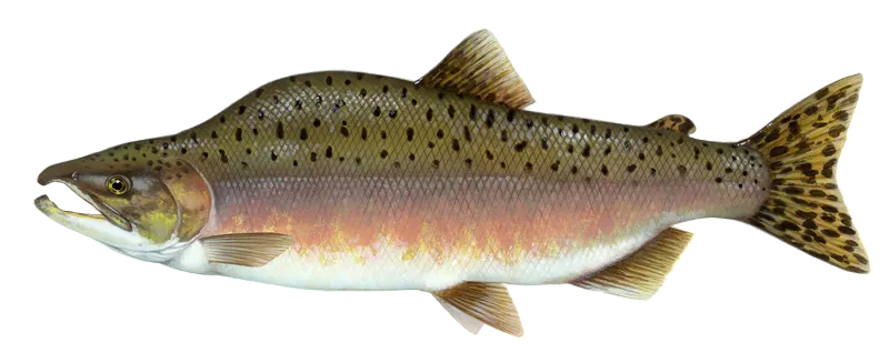 Fishing in Lake Tapps, WA (United States) ️️️️ Find Spots, Species & Tips