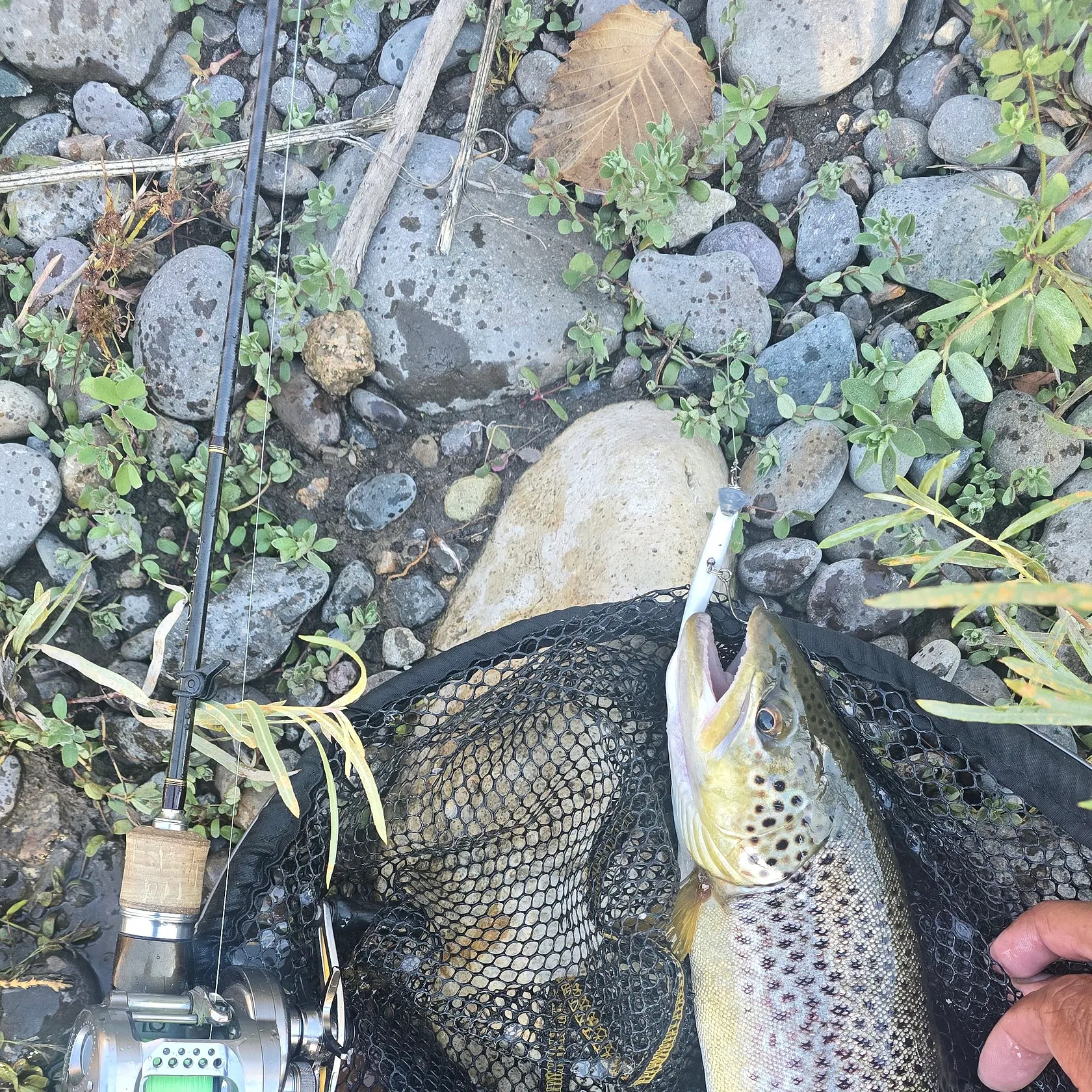 Fishing in Reno, NV (United States) ️️️️ Find Spots, Species & Tips