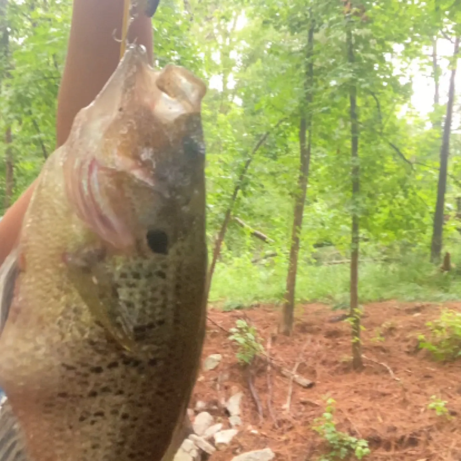 Fishing in Augusta, GA (United States) ️️️️ Find Spots, Species & Tips