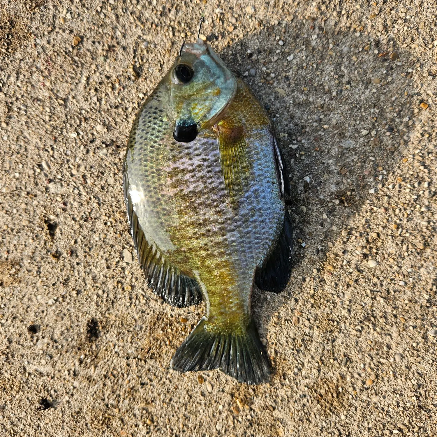 Fishing for Bluegill near you