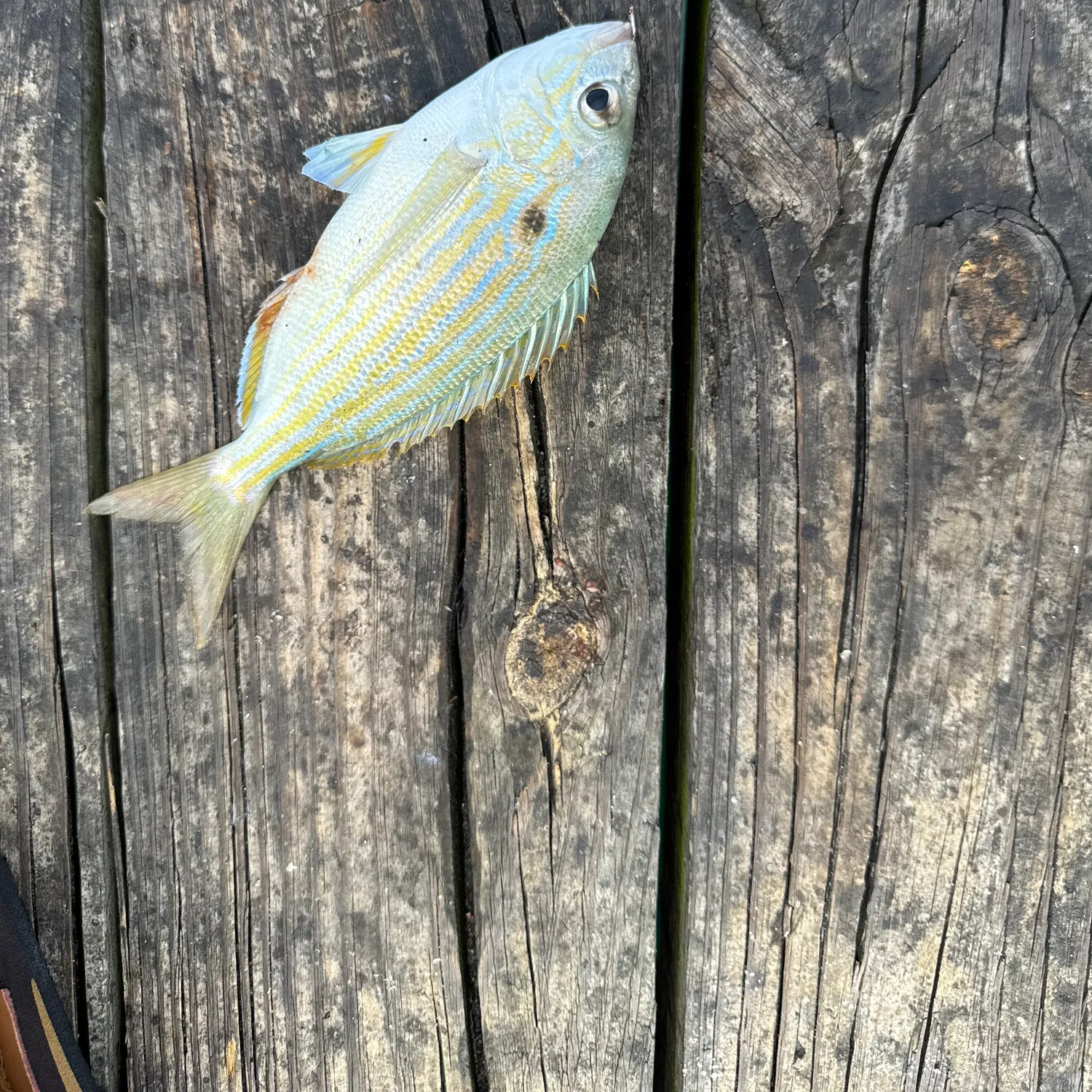 ᐅ Navarre Beach Fishing Pier fishing reports🎣• Navarre, FL (United ...