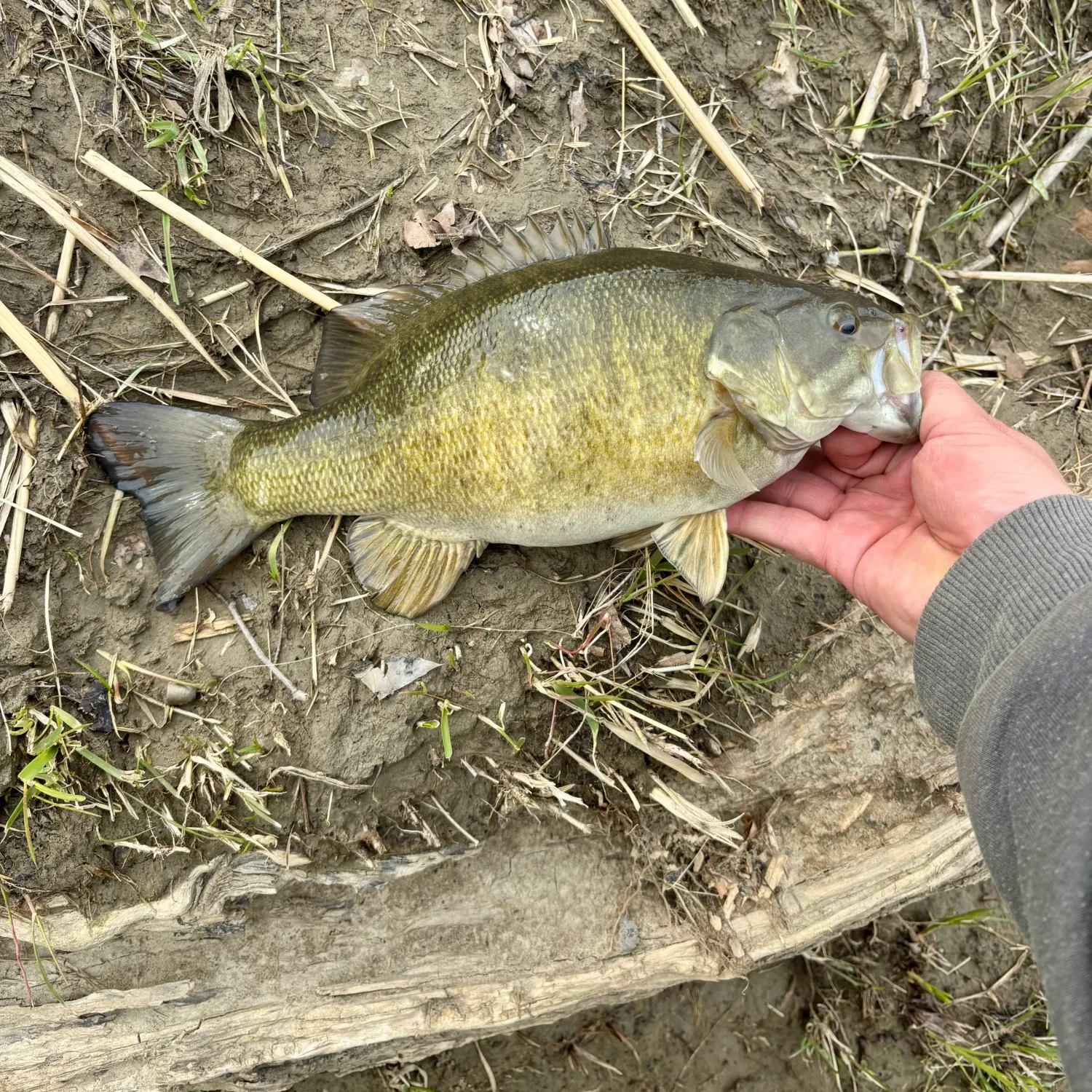 ᐅ Chagrin River fishing reports🎣• Mayfield Heights, OH (United States ...