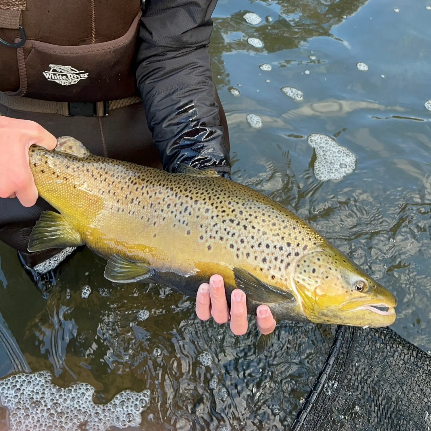 ᐅ Burt Dam fishing reports🎣• Lockport, NY (United States) fishing