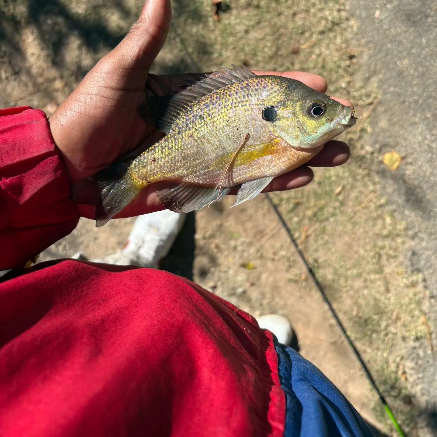Fishing in Atlanta, GA (United States) ️️️️ Find Spots, Species & Tips