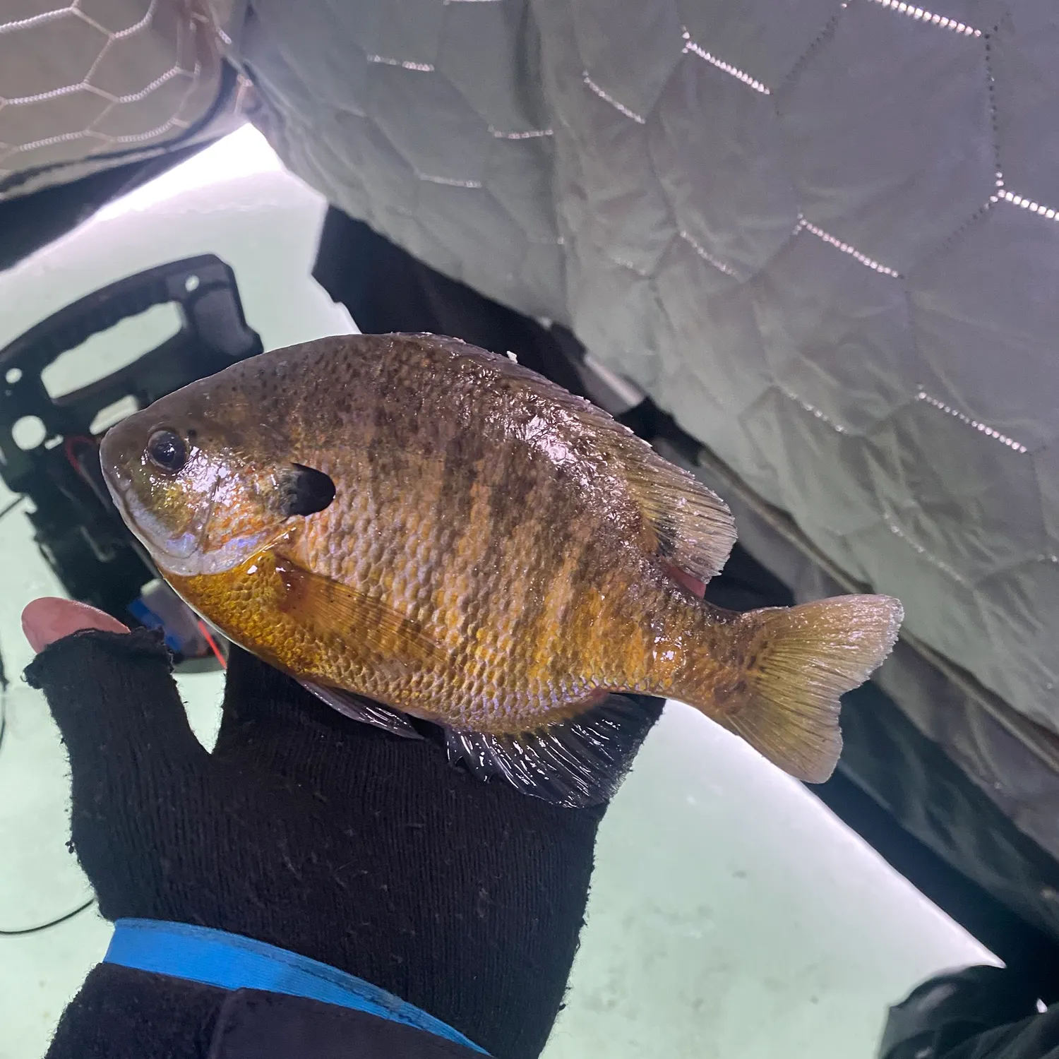 ᐅ Detroit River (MI) fishing reports🎣• Wyandotte, MI (United States ...