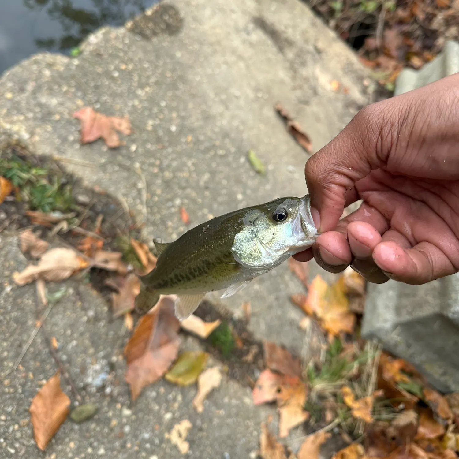 Fishing in Baltimore, MD (United States) ️️️️ Find Spots, Species & Tips
