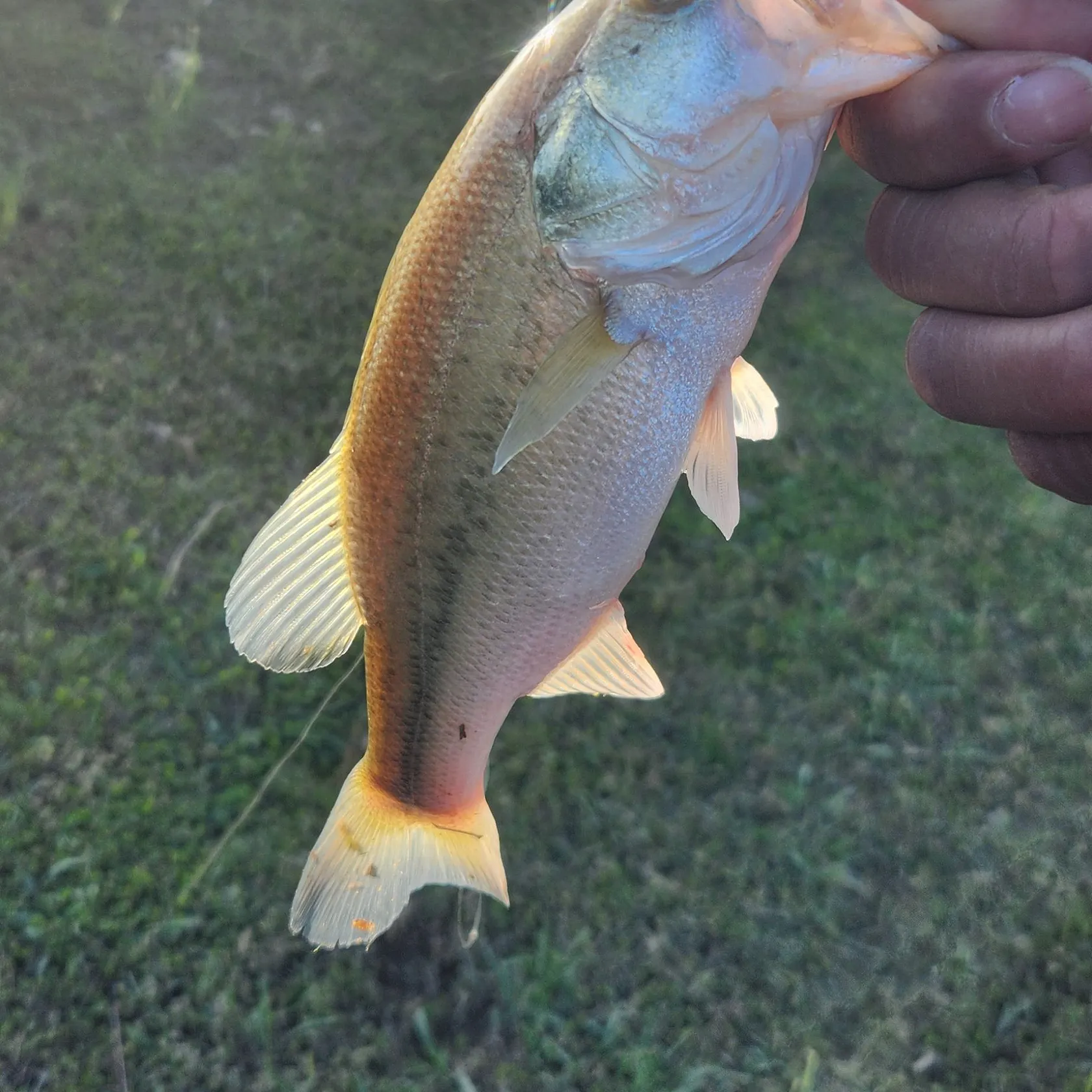 Fishing in Memphis, TN (United States) ️️️️ Find Spots, Species & Tips