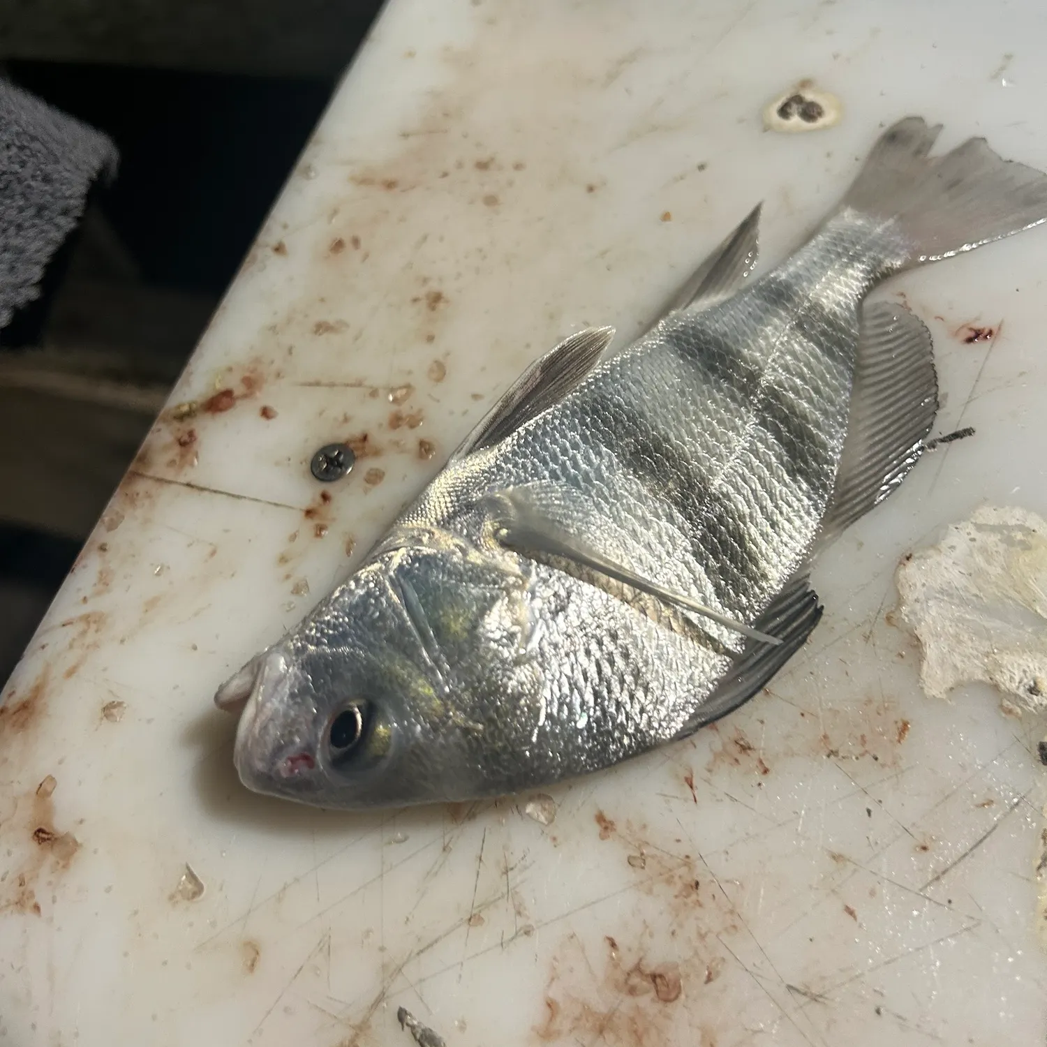 ᐅ Apache Pier fishing reports🎣• North Myrtle Beach, SC (United States ...