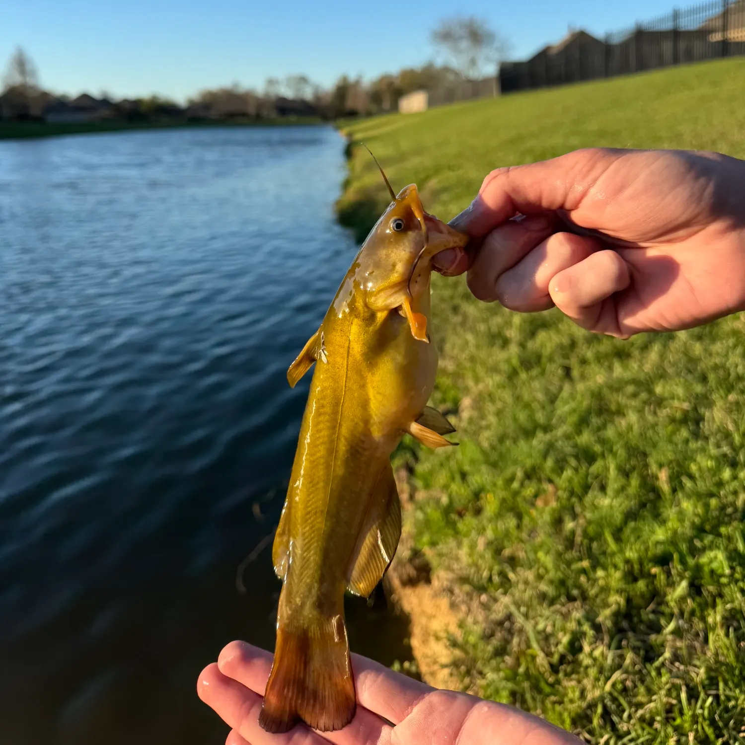 Fishing in Baton Rouge, LA (United States) ️️️️ Find Spots, Species & Tips