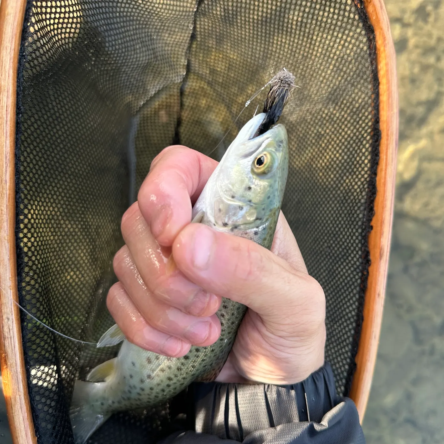 ᐅ Elbow River fishing reports🎣• Alberta, Canada fishing