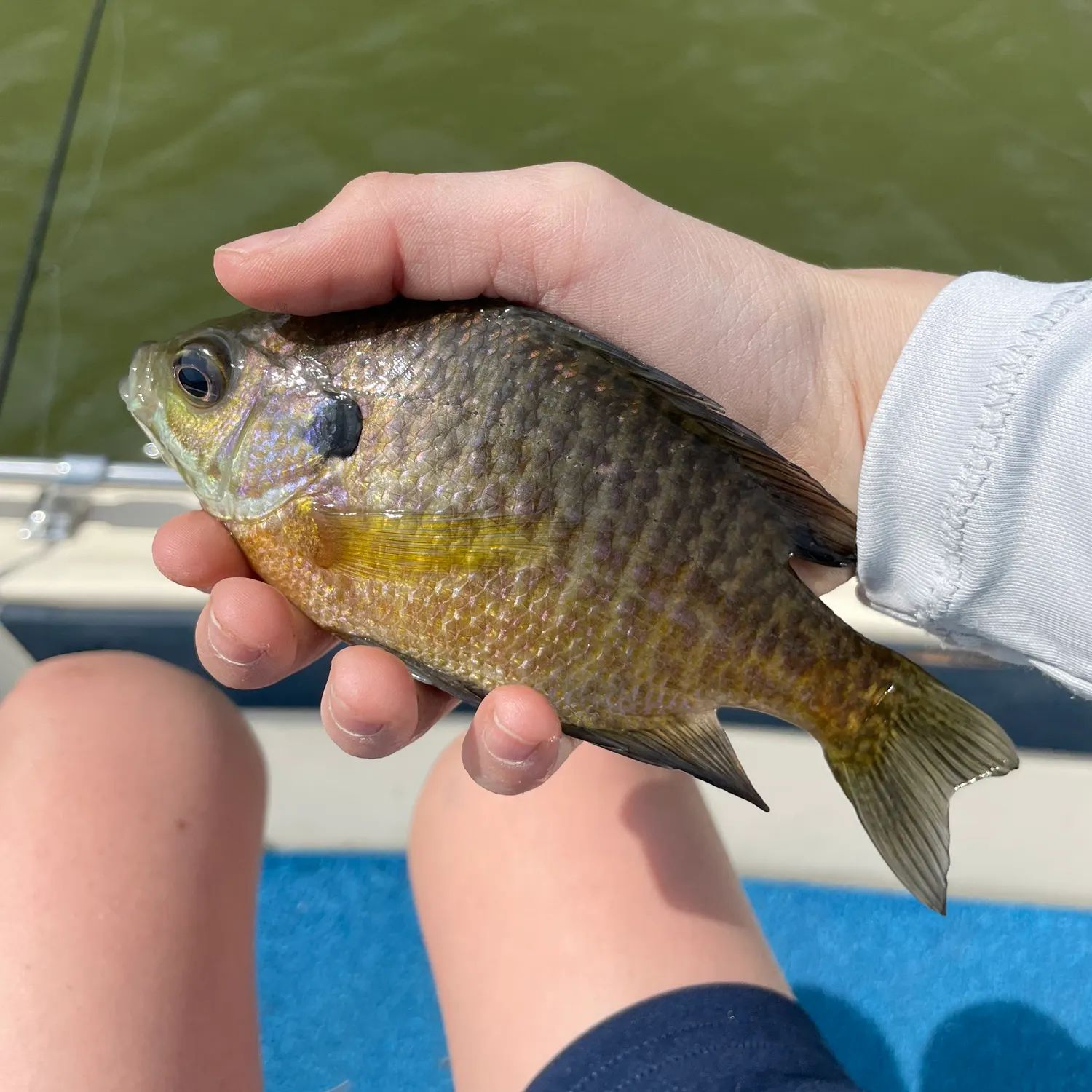 ᐅ Raystown Lake fishing reports🎣• Huntingdon, PA (United States) fishing
