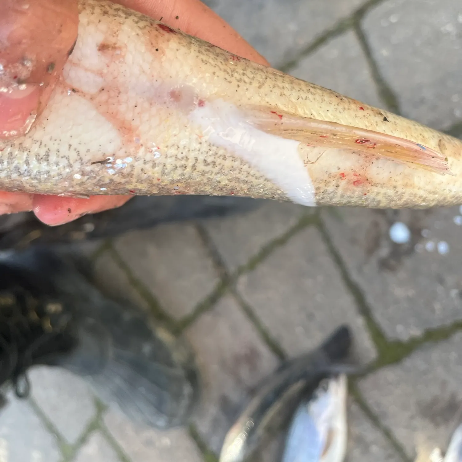 ᐅ Pine Coulee Reservoir fishing reports🎣• Alberta, Canada fishing