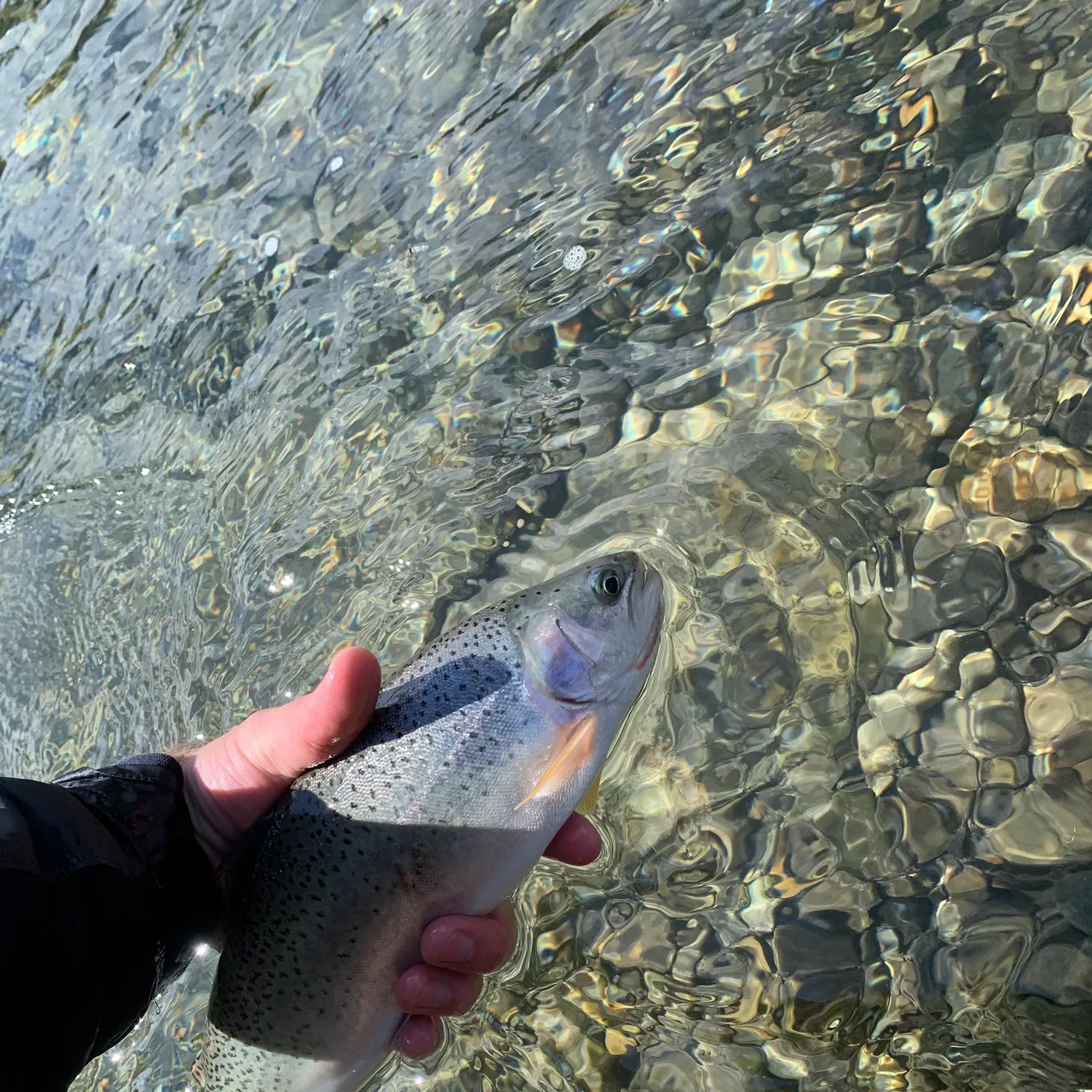 ᐅ Elbow River fishing reports🎣• Alberta, Canada fishing