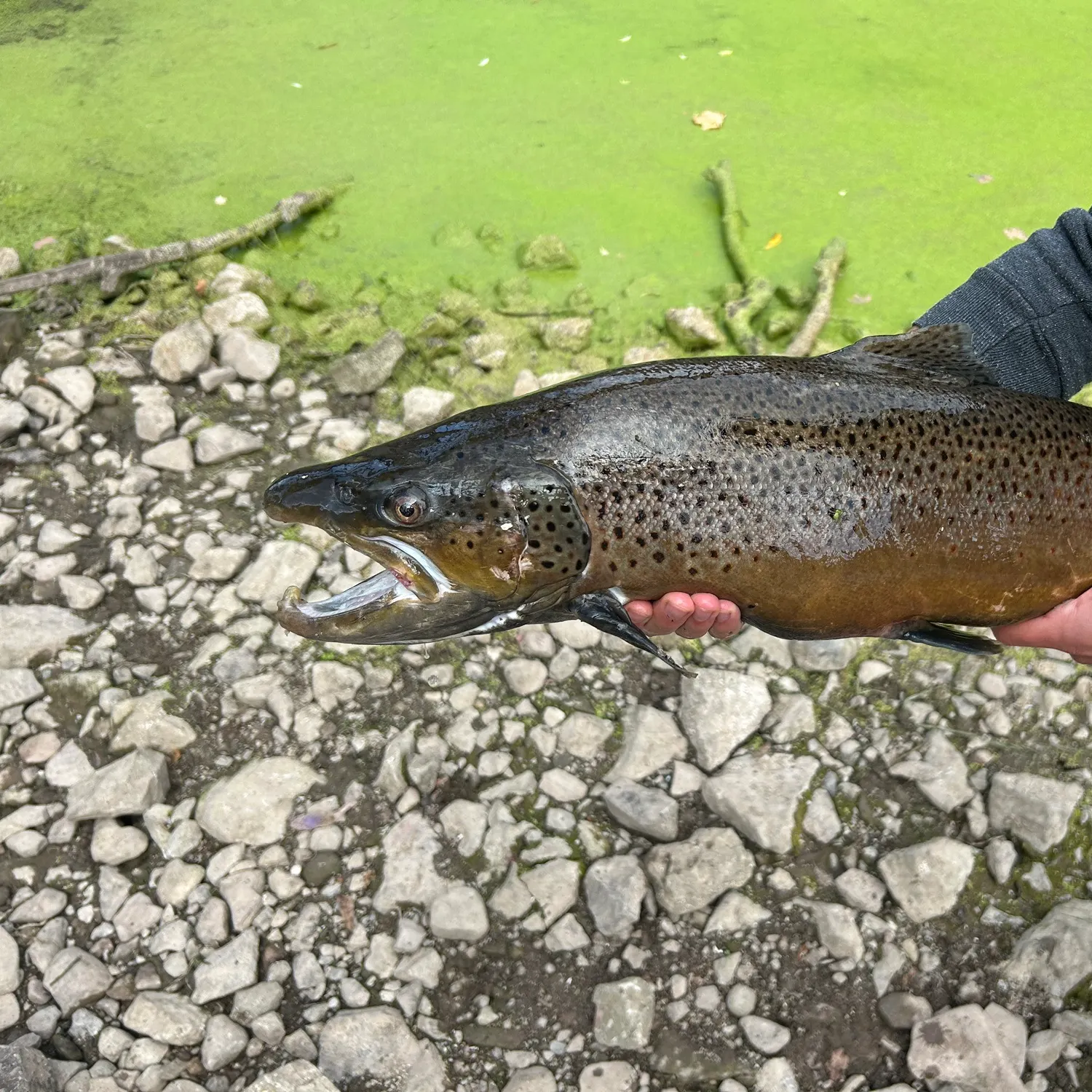 ᐅ Burt Dam fishing reports🎣• Lockport, NY (United States) fishing