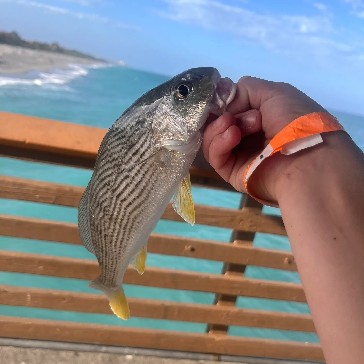 ᐅ Juno Beach Pier fishing reports🎣• Jupiter, FL (United States) fishing