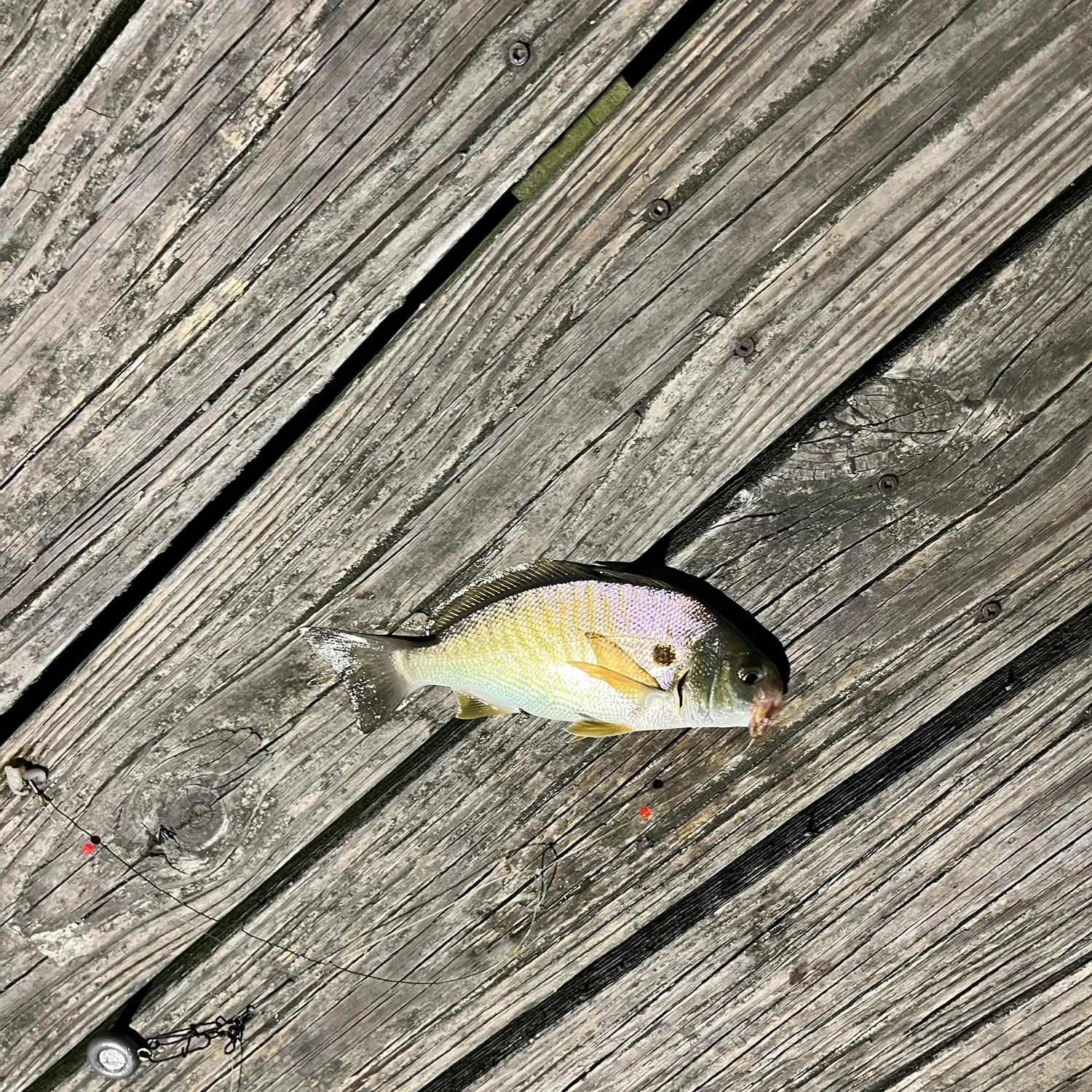 ᐅ Keansburg Pier fishing reports🎣• Hazlet, NJ (United States) fishing