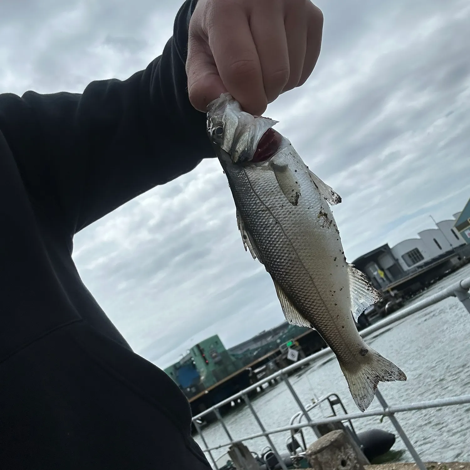 ᐅ Poole Harbour fishing reports🎣• England, United Kingdom fishing