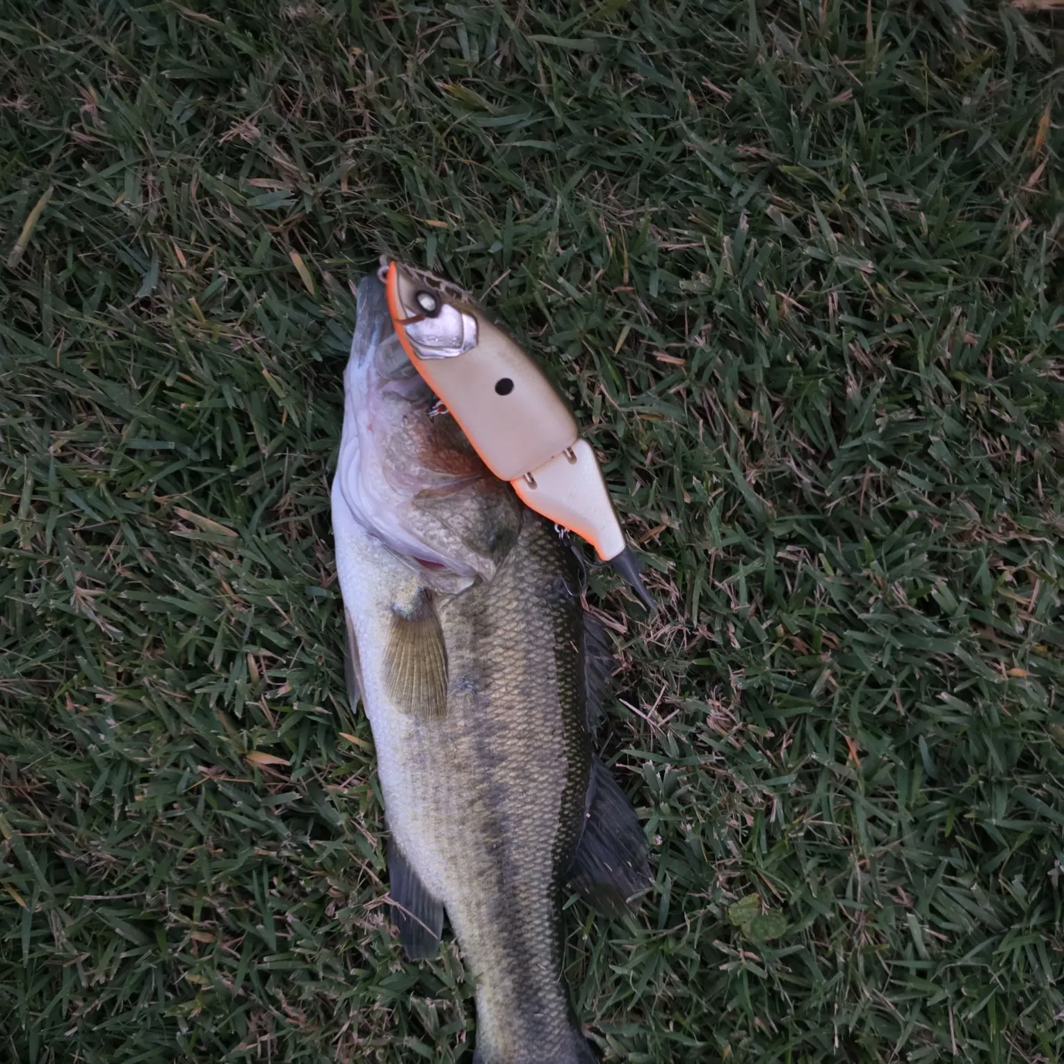 ᐅ Lake Conroe fishing reports🎣• Conroe, TX (United States) fishing