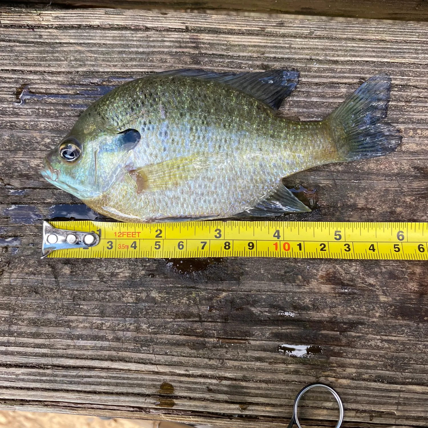 Fishing in Raleigh, NC (United States) ️️️️ Find Spots, Species & Tips