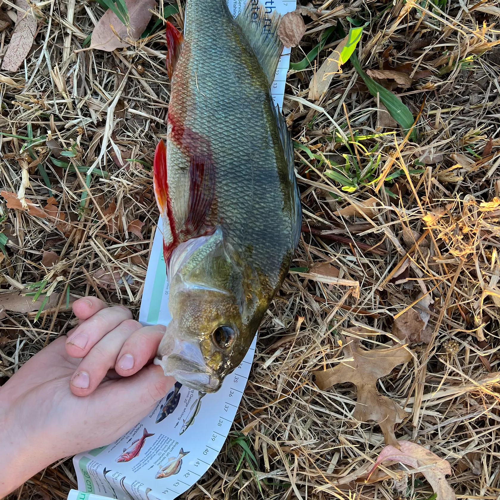 ᐅ Casey Fields Lake fishing reports🎣• Victoria, Australia fishing