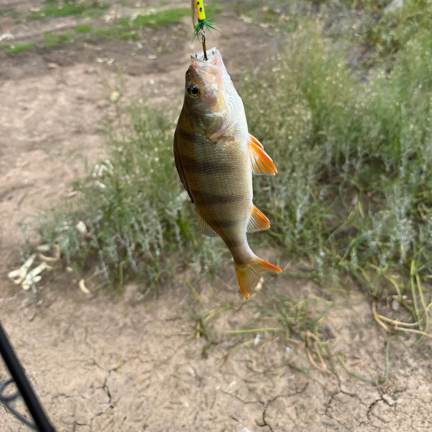 ᐅ Casey Fields Lake fishing reports🎣• Victoria, Australia fishing