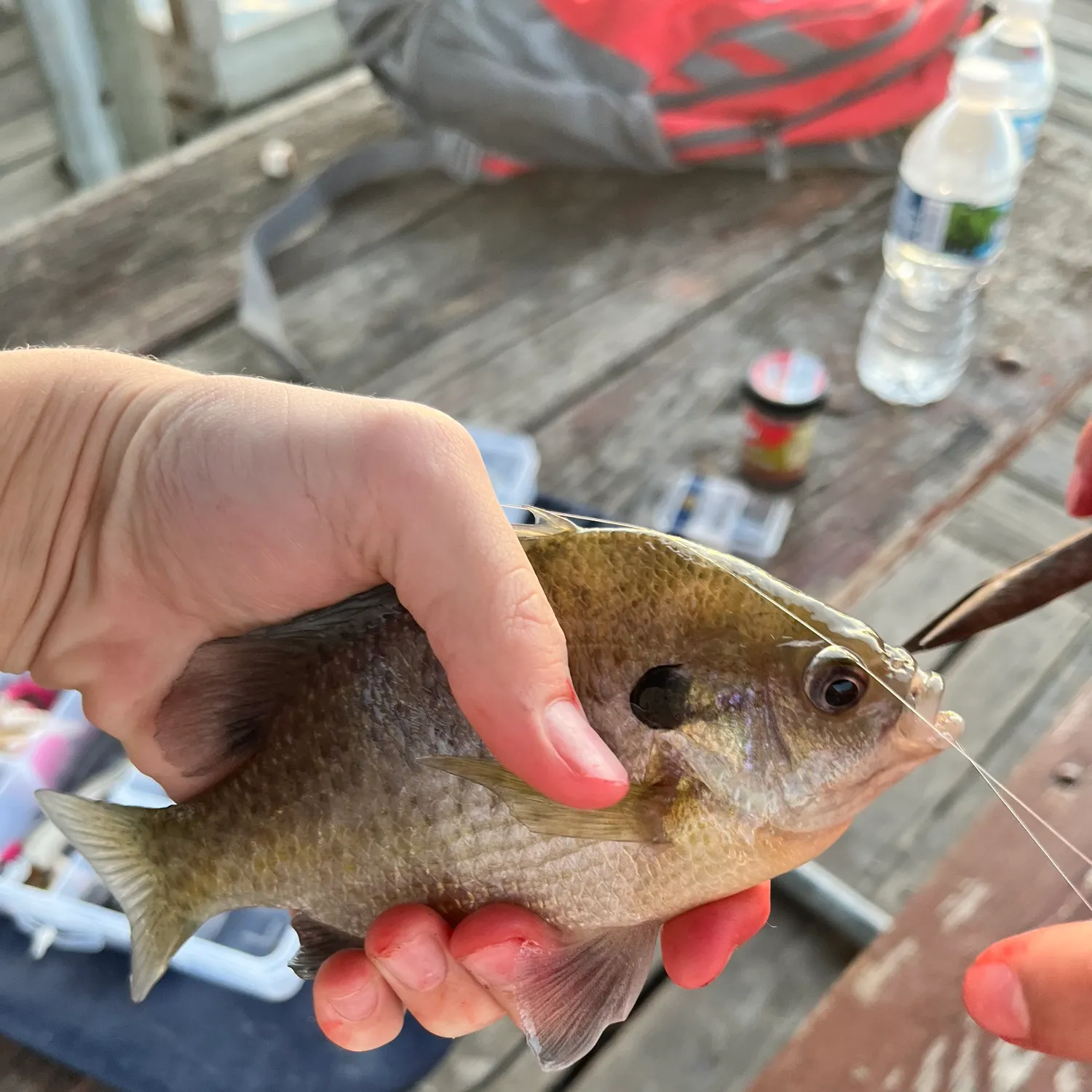 Fishing in Omaha, NE (United States) ️️️️ Find Spots, Species & Tips