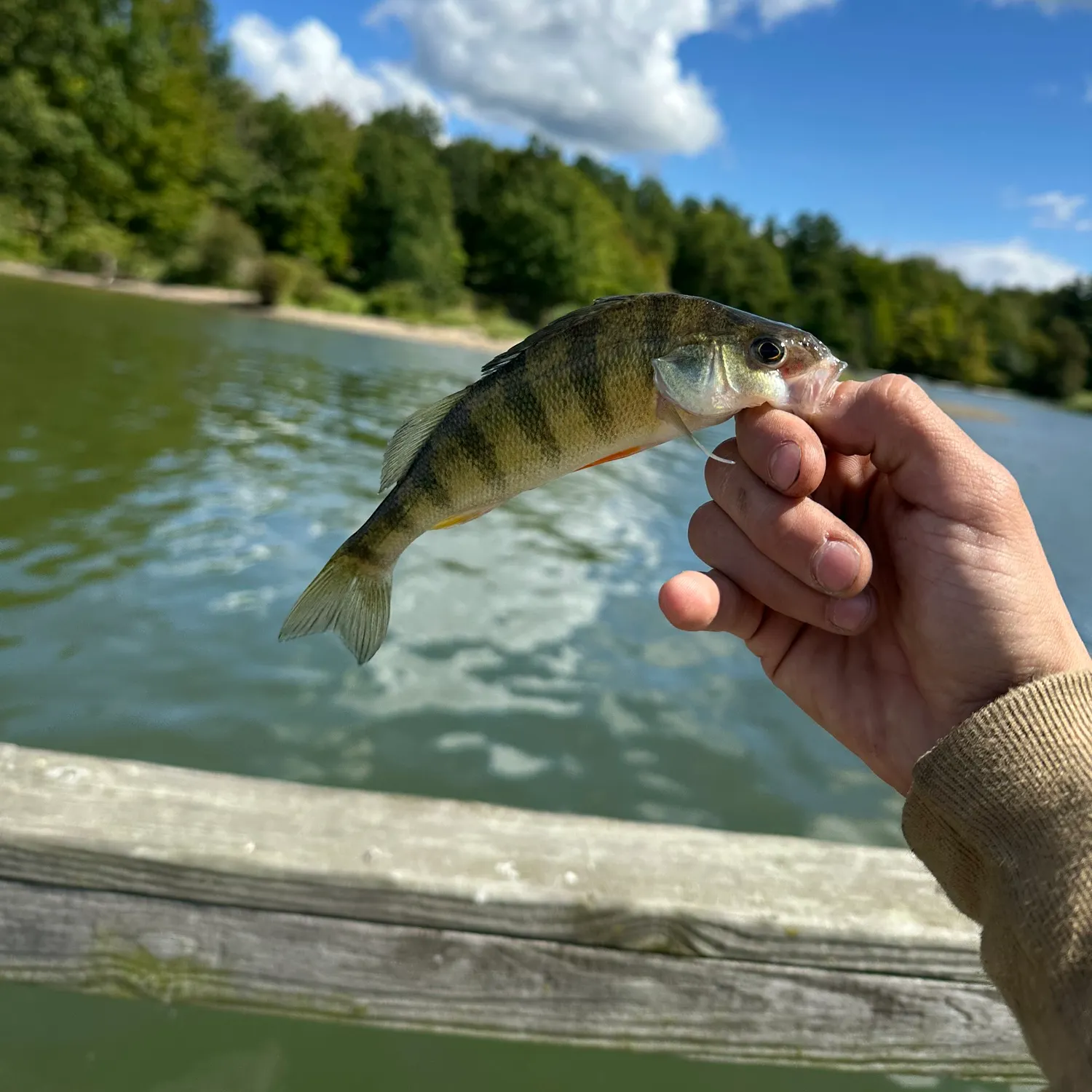 ᐅ Pymatuning Reservoir fishing reports🎣• Meadville, PA (United States ...