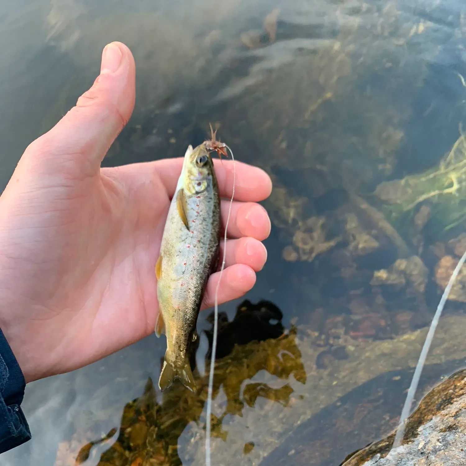ᐅ River Dee fishing reports🎣• Scotland, United Kingdom fishing
