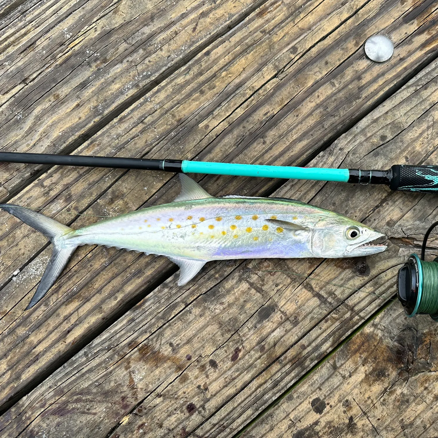 ᐅ Navarre Beach Fishing Pier fishing reports🎣• Navarre, FL (United ...
