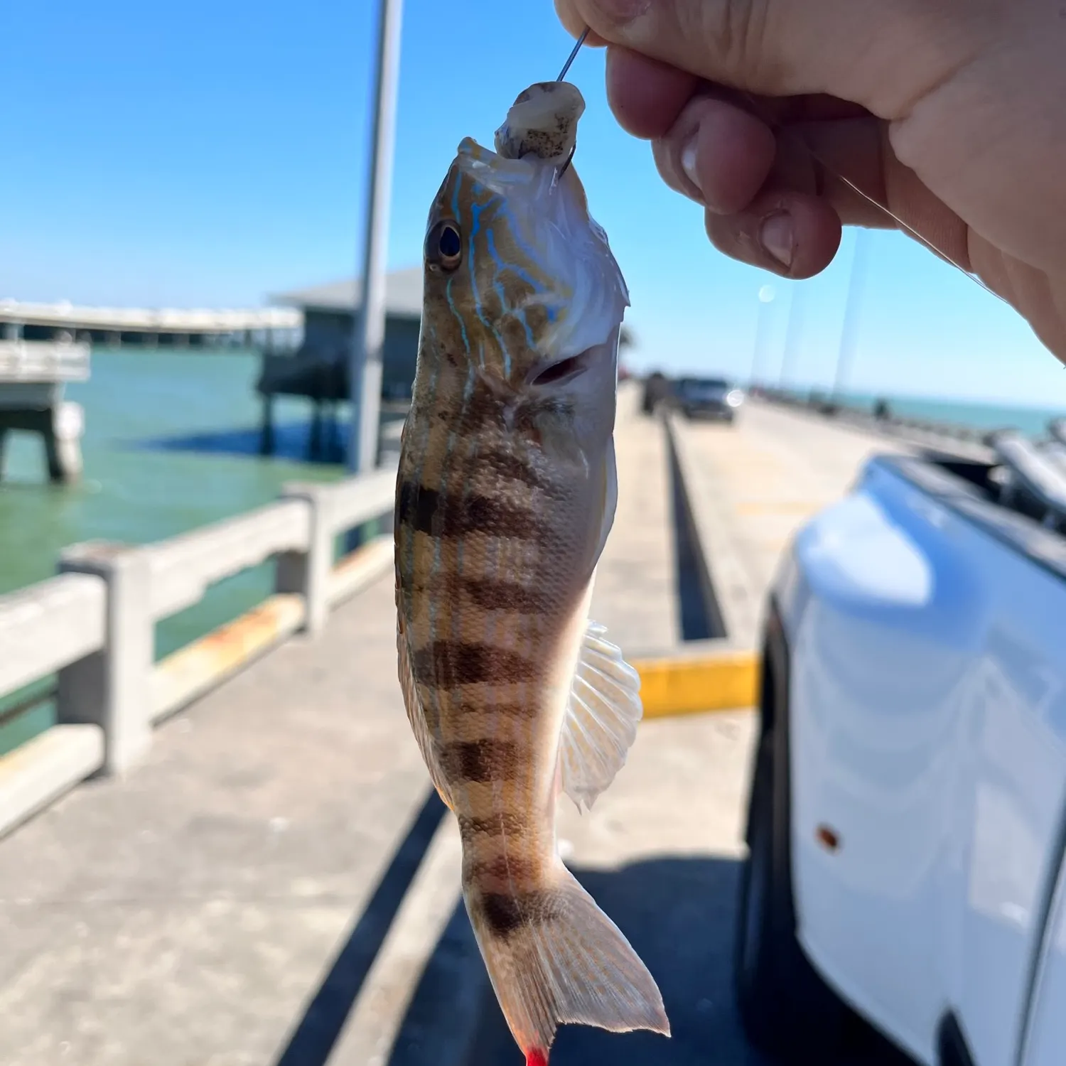 ᐅ Skyway North Fishing Pier (Sunshine Skyway) fishing reports🎣 ...