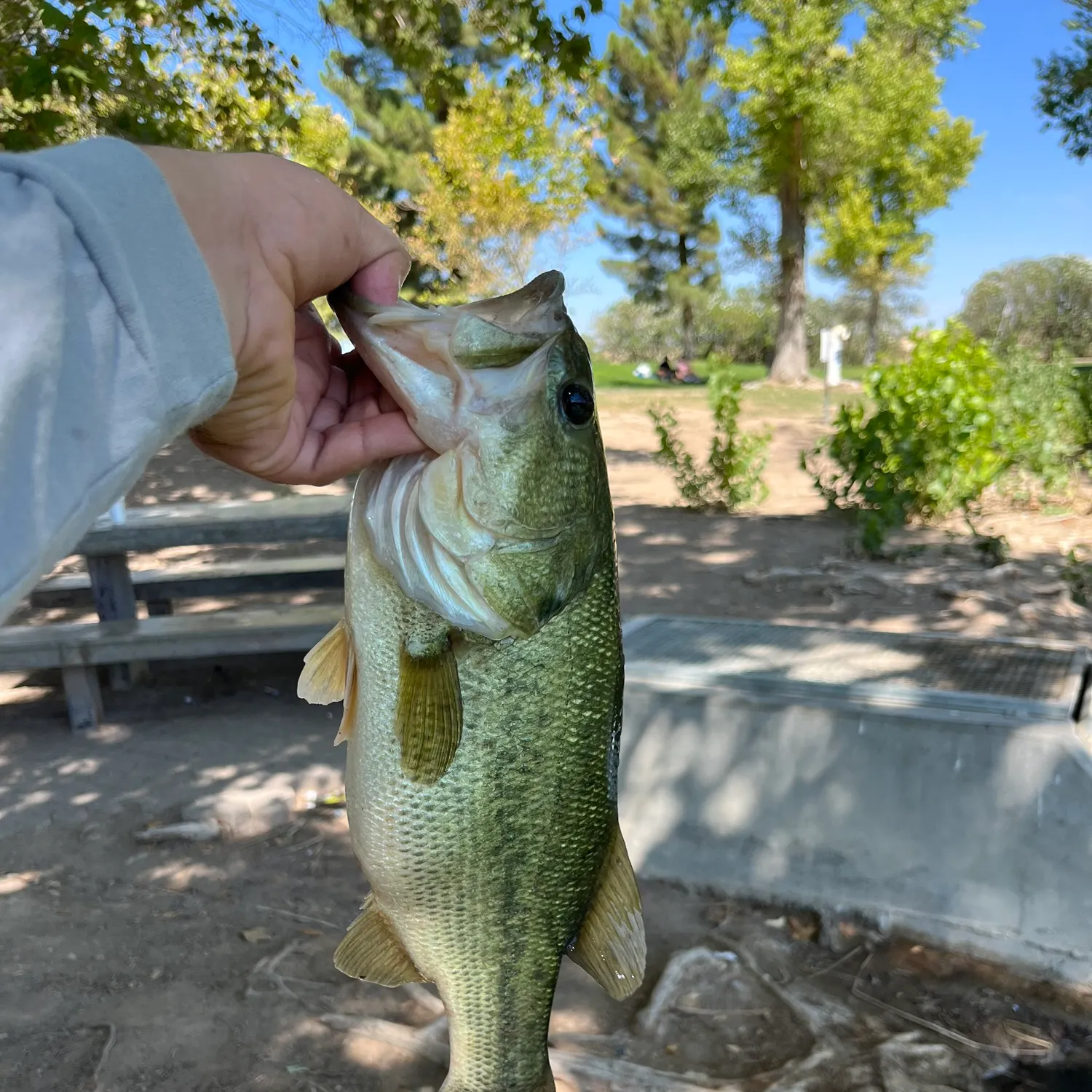 Fishing in Las Vegas, NV (United States) ️️️️ Find Spots, Species & Tips