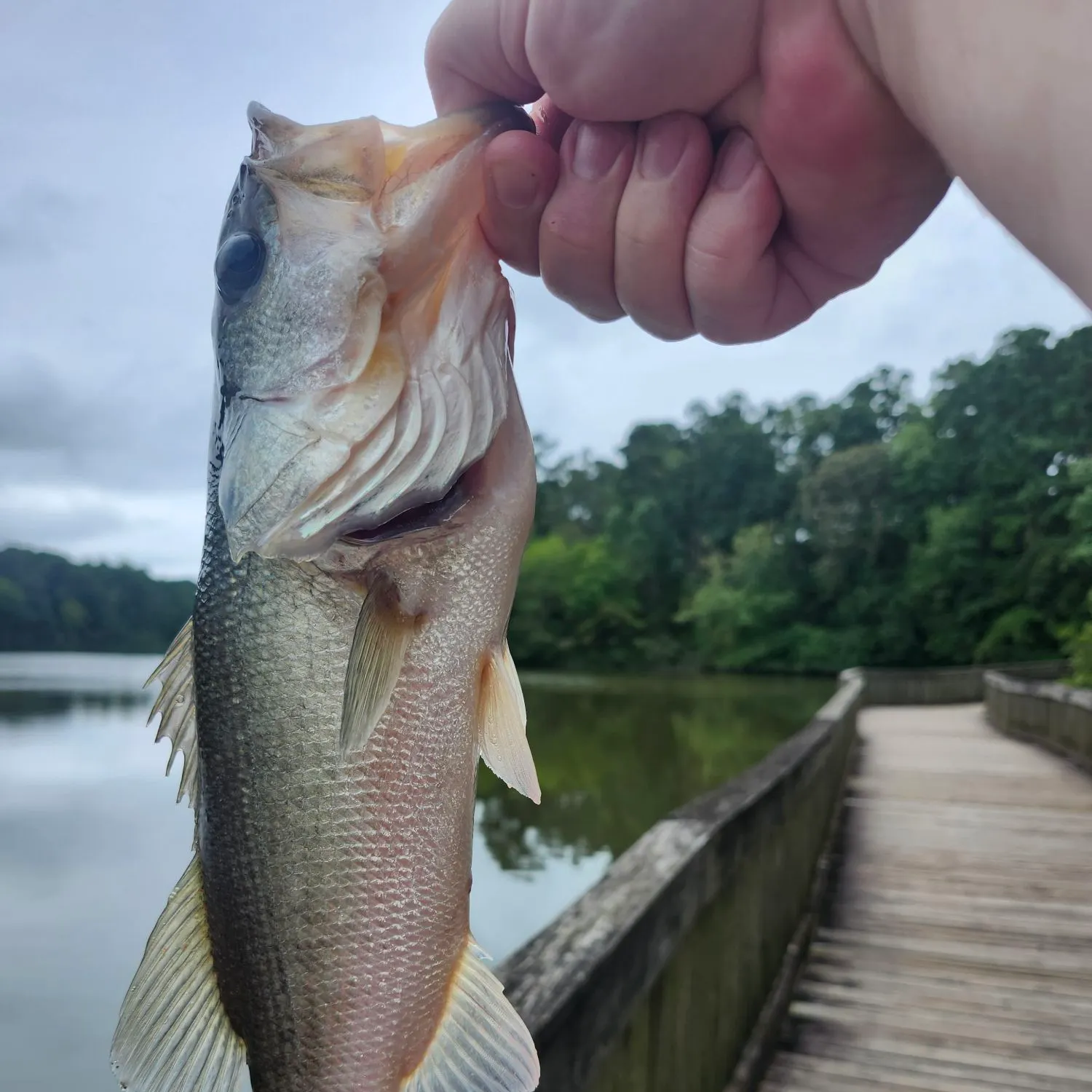 Fishing in Raleigh, NC (United States) ️️️️ Find Spots, Species & Tips
