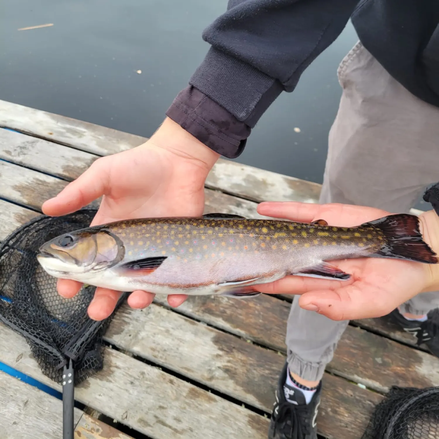 ᐅ Elbow River fishing reports🎣• Alberta, Canada fishing