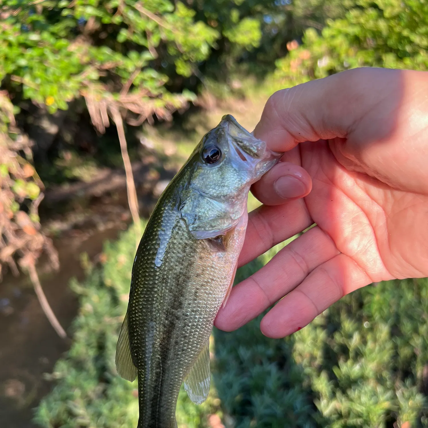 Fishing in Tulsa, OK (United States) ️️️️ Find Spots, Species & Tips