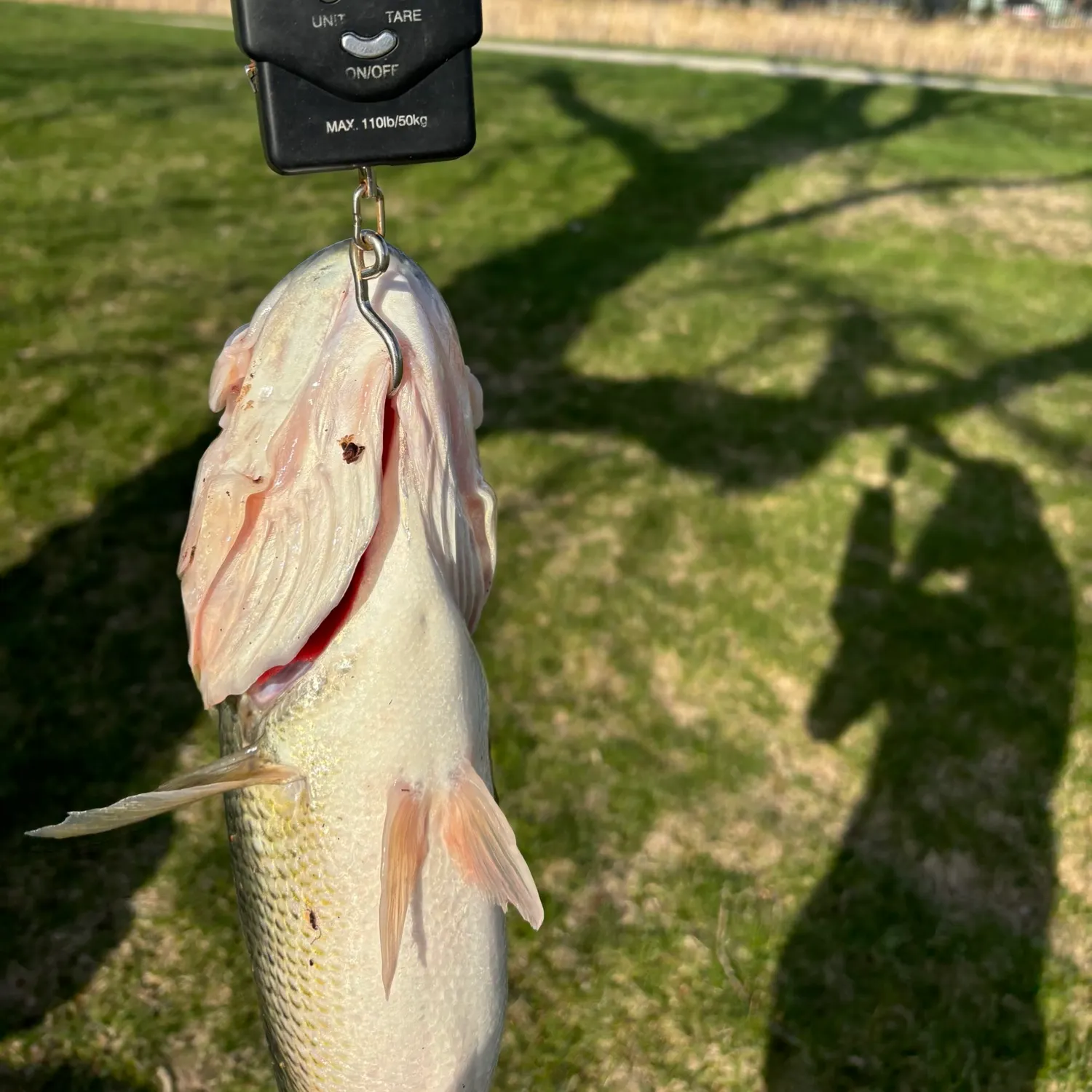 ᐅ Busse Lake (Busse Forest Reservoir) fishing reports🎣• Elk Grove ...