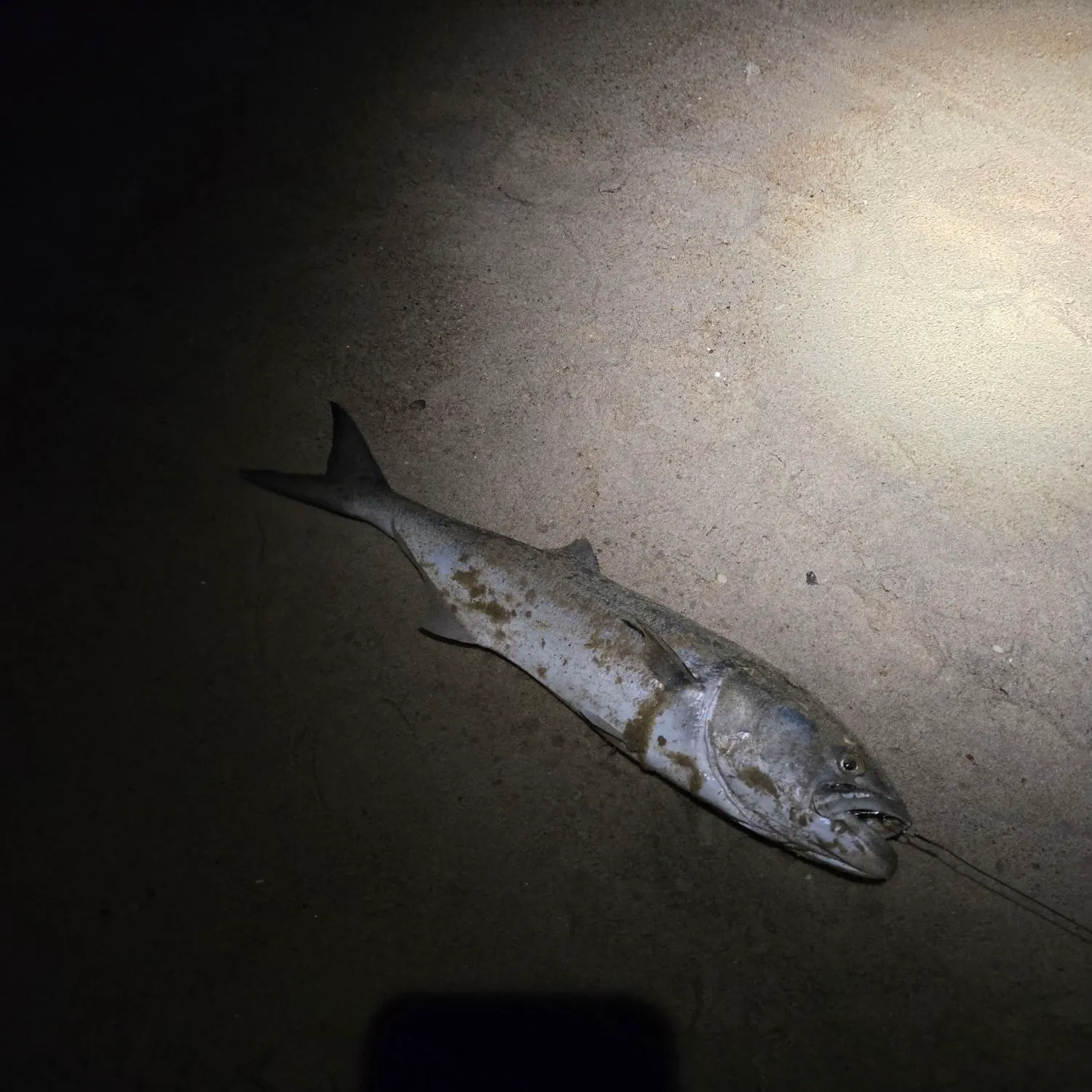 Fishing in Brooklyn, NY (United States) ️️️️ Find Spots, Species & Tips