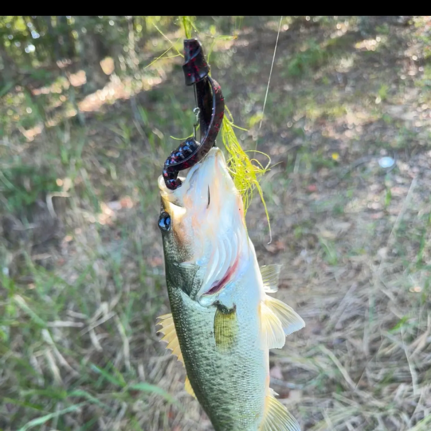 Fishing in Augusta, GA (United States) ️️️️ Find Spots, Species & Tips